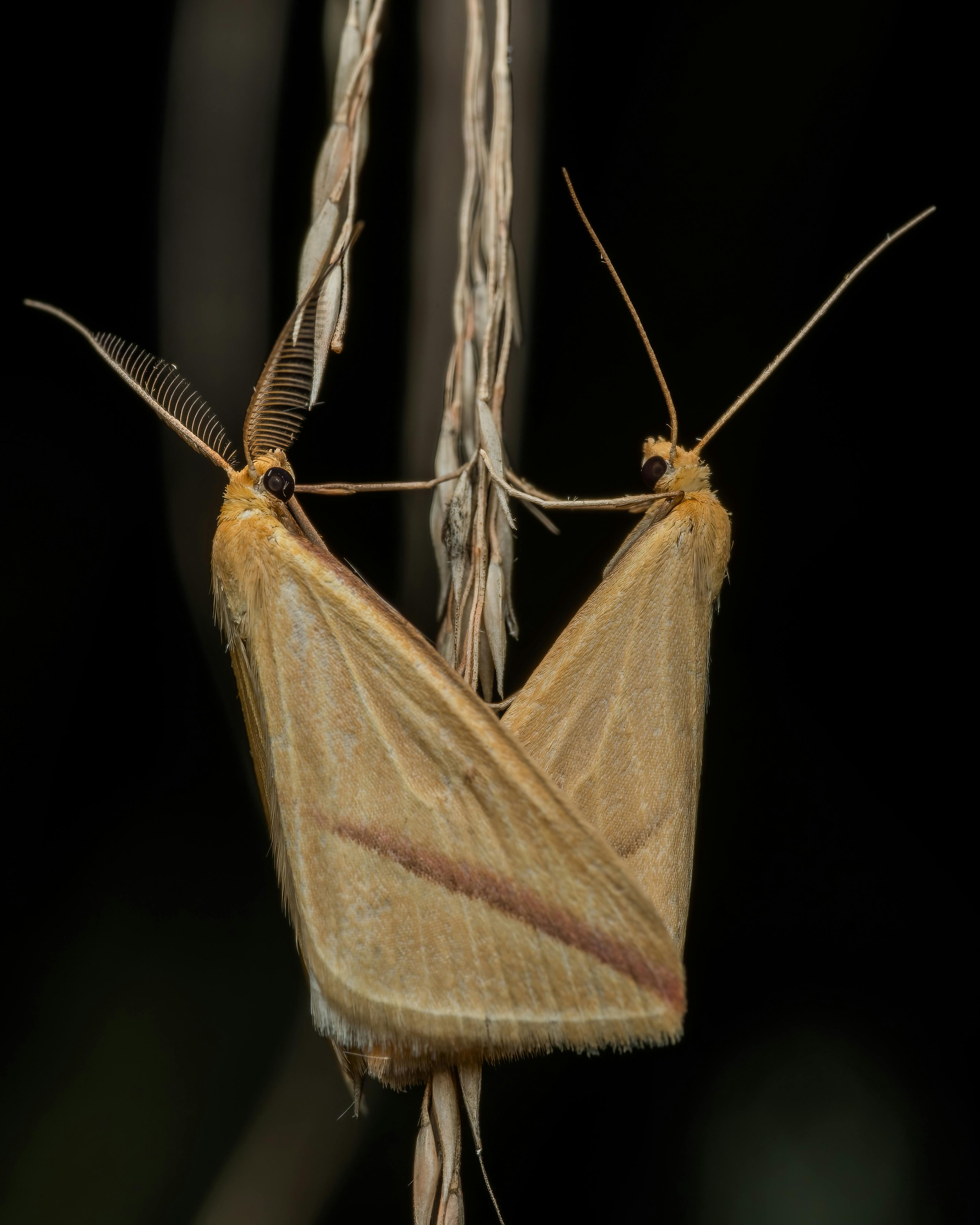 Moths Photos, Download The BEST Free Moths Stock Photos & HD Images