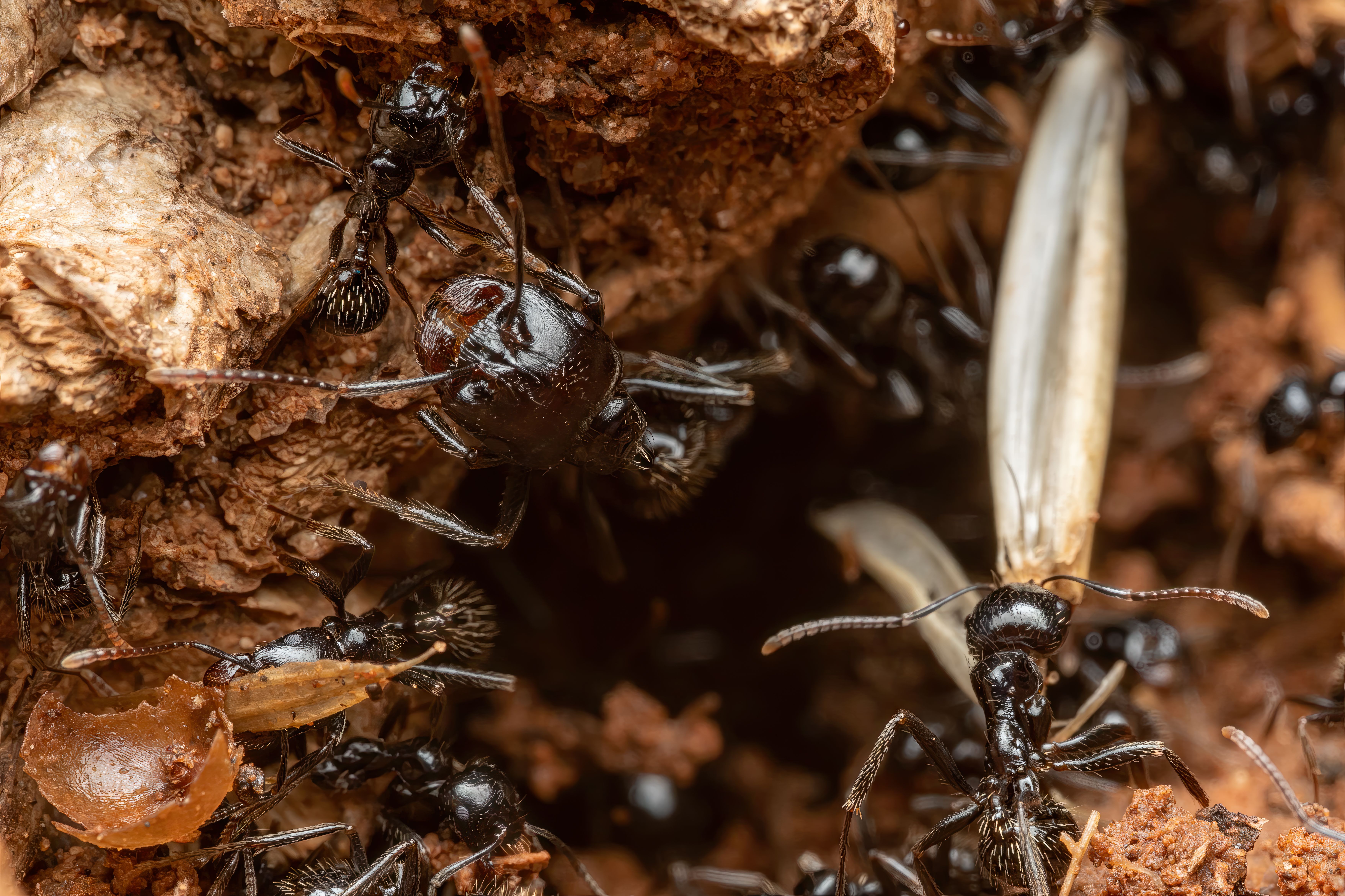 Primer Plano De Hormigas En El Hábitat Natural De Picassent · Foto de ...