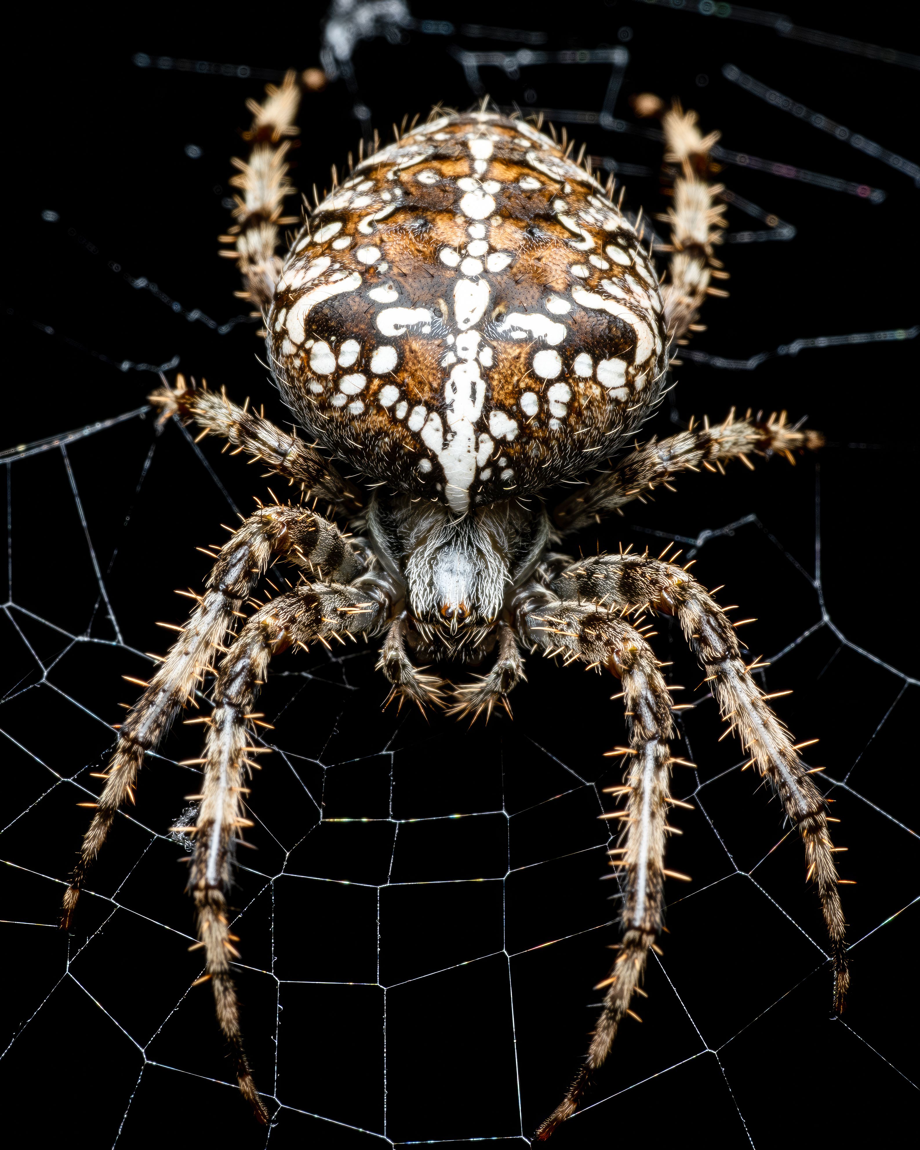 10,000+ Best Spider Photos · 100% Free Download · Pexels Stock Photos