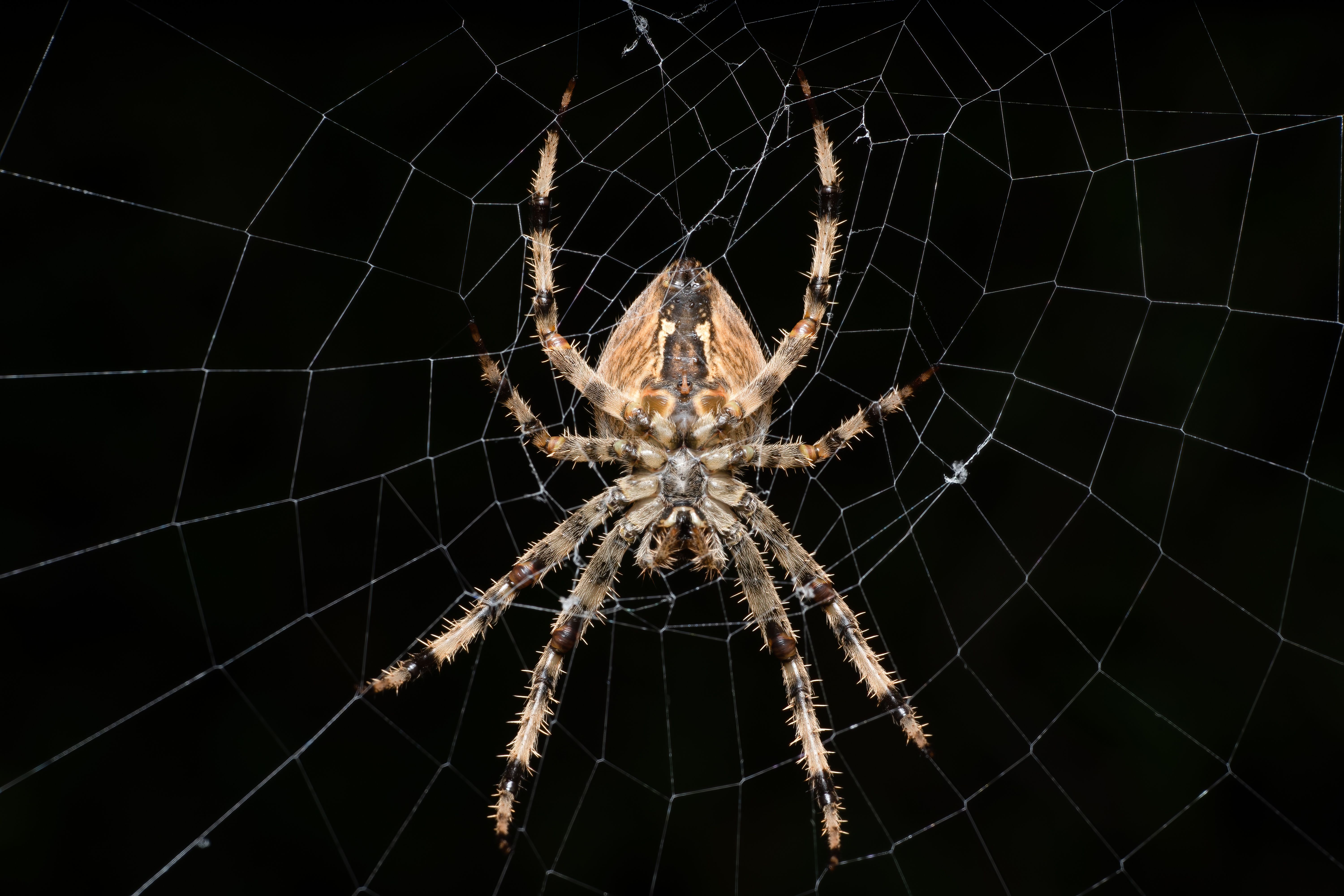 Spider On Counter Photos, Download The BEST Free Spider On Counter ...