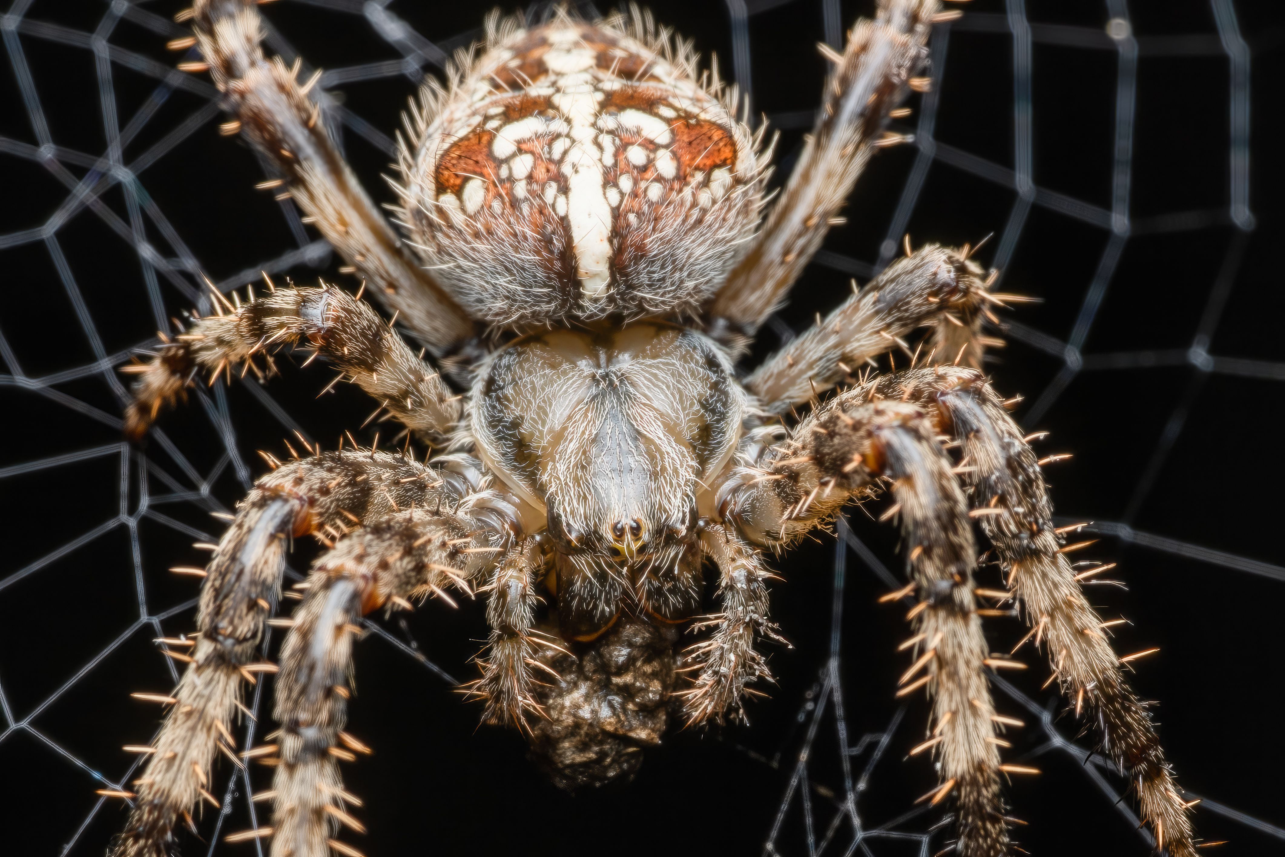 Senpai Spider Photos, Download The BEST Free Senpai Spider Stock Photos ...