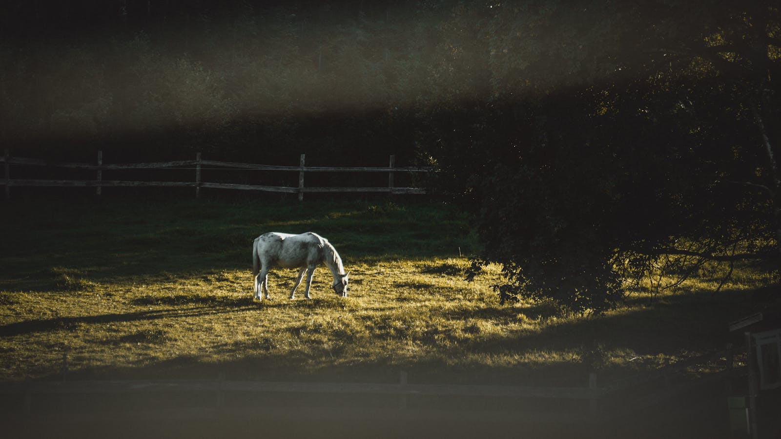 White Samurai Wallpaper Photos, Download The BEST Free White Samurai ...