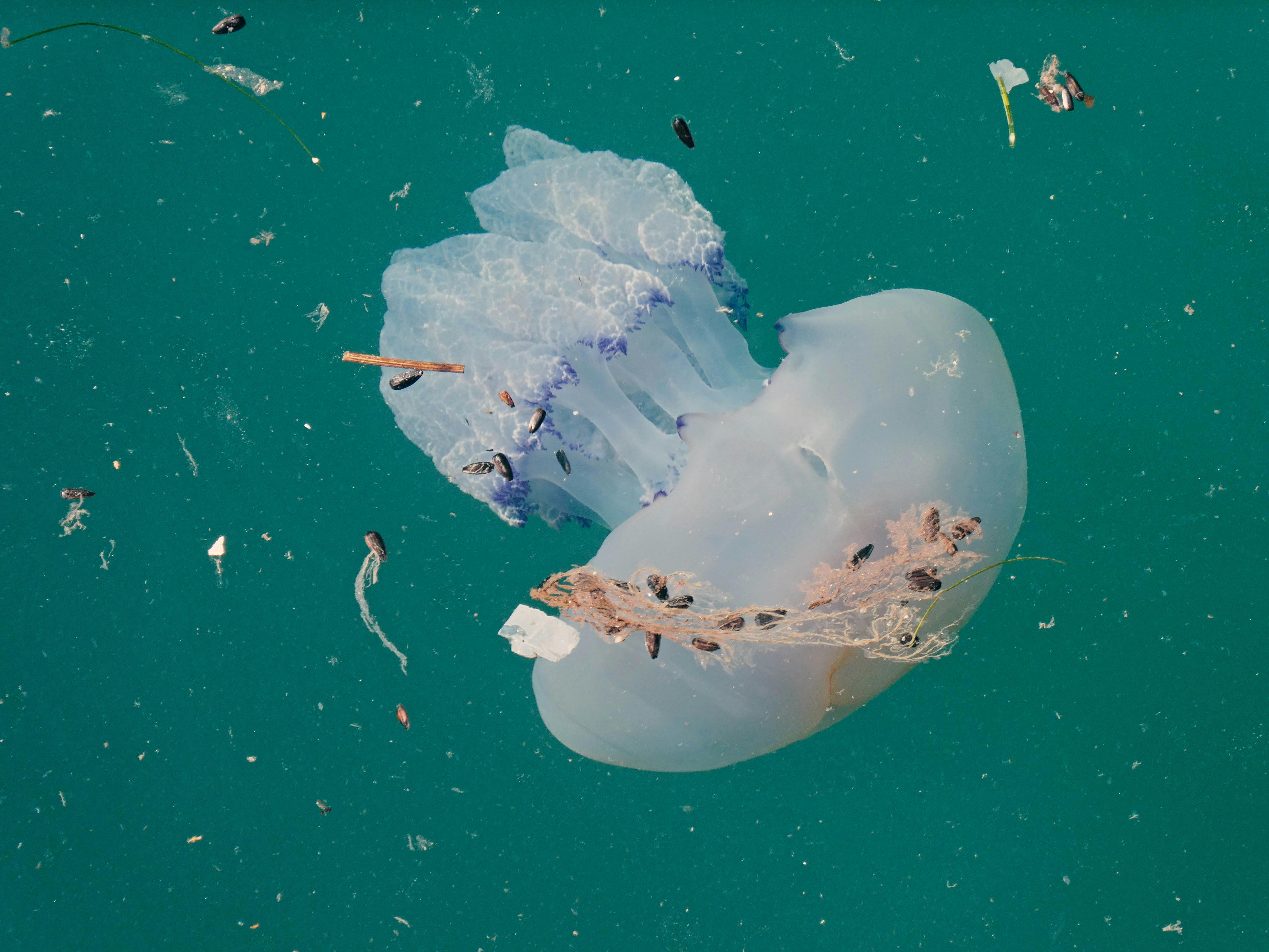 Water Pollution 4k Photos, Download The BEST Free Water Pollution 4k ...