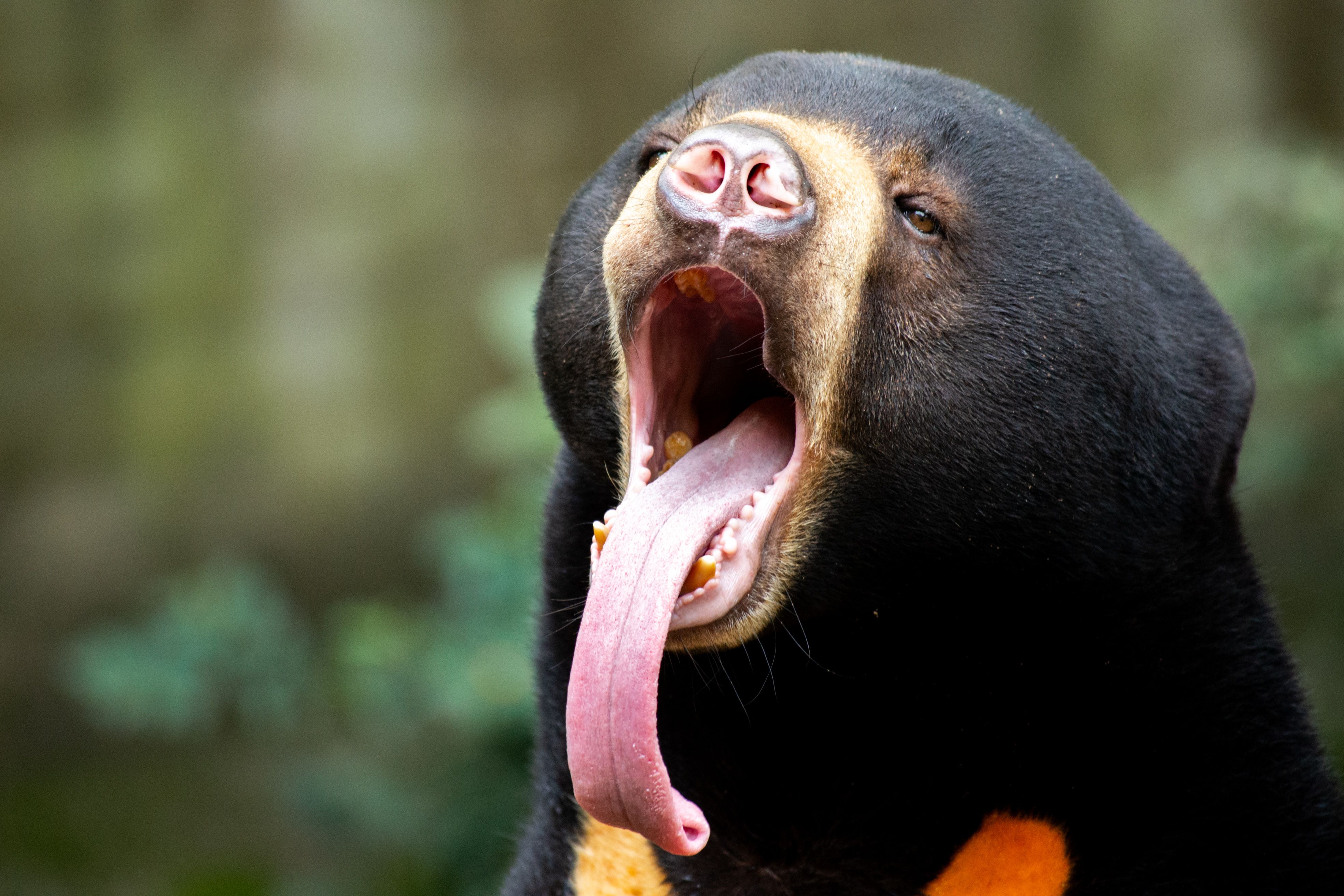 Yawning Sun Bear Close-up in Natural Habitat · Free Stock Photo