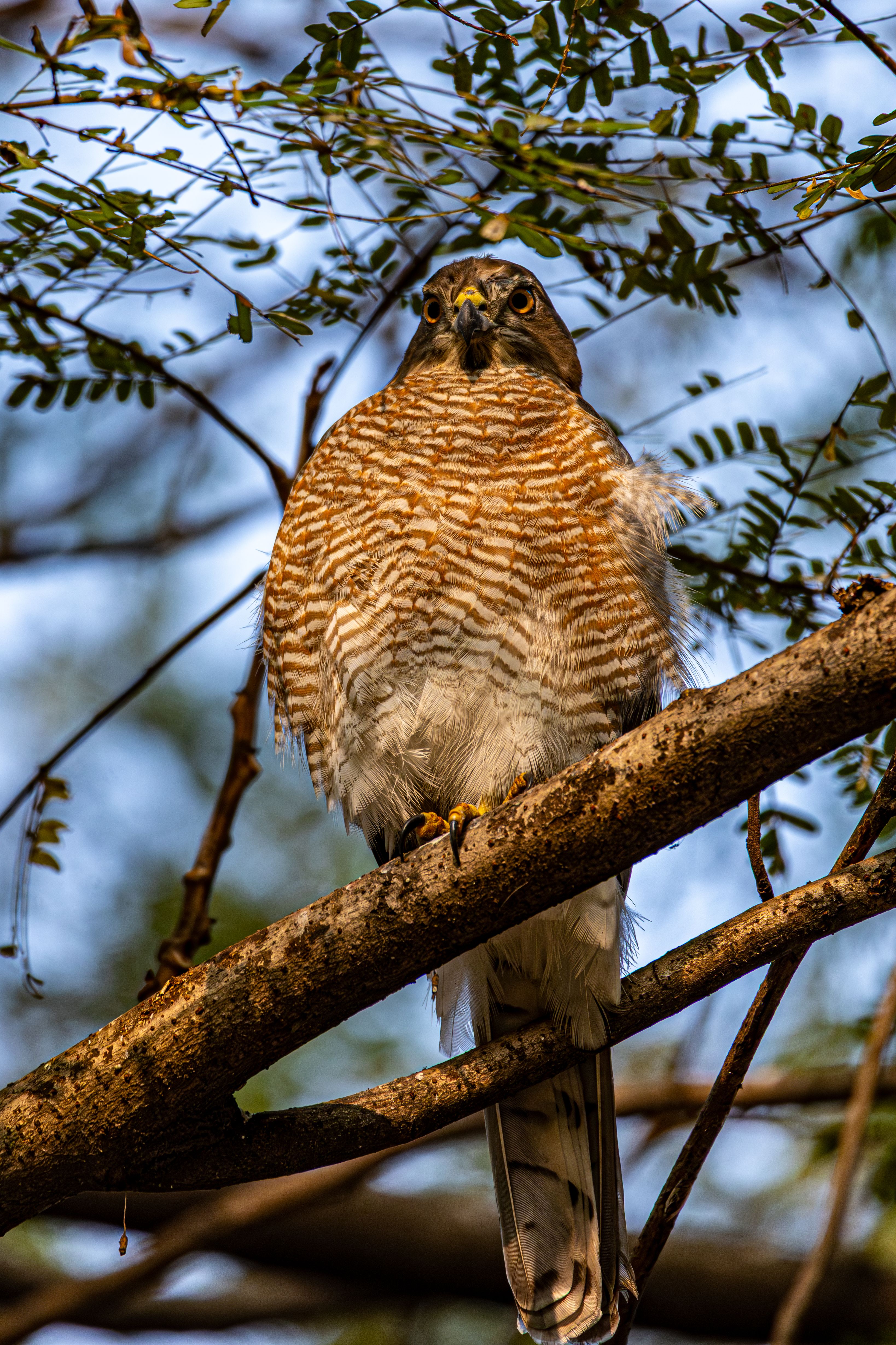 Sharp-shinned Hawk Perched in Tree Branches · Free Stock Photo