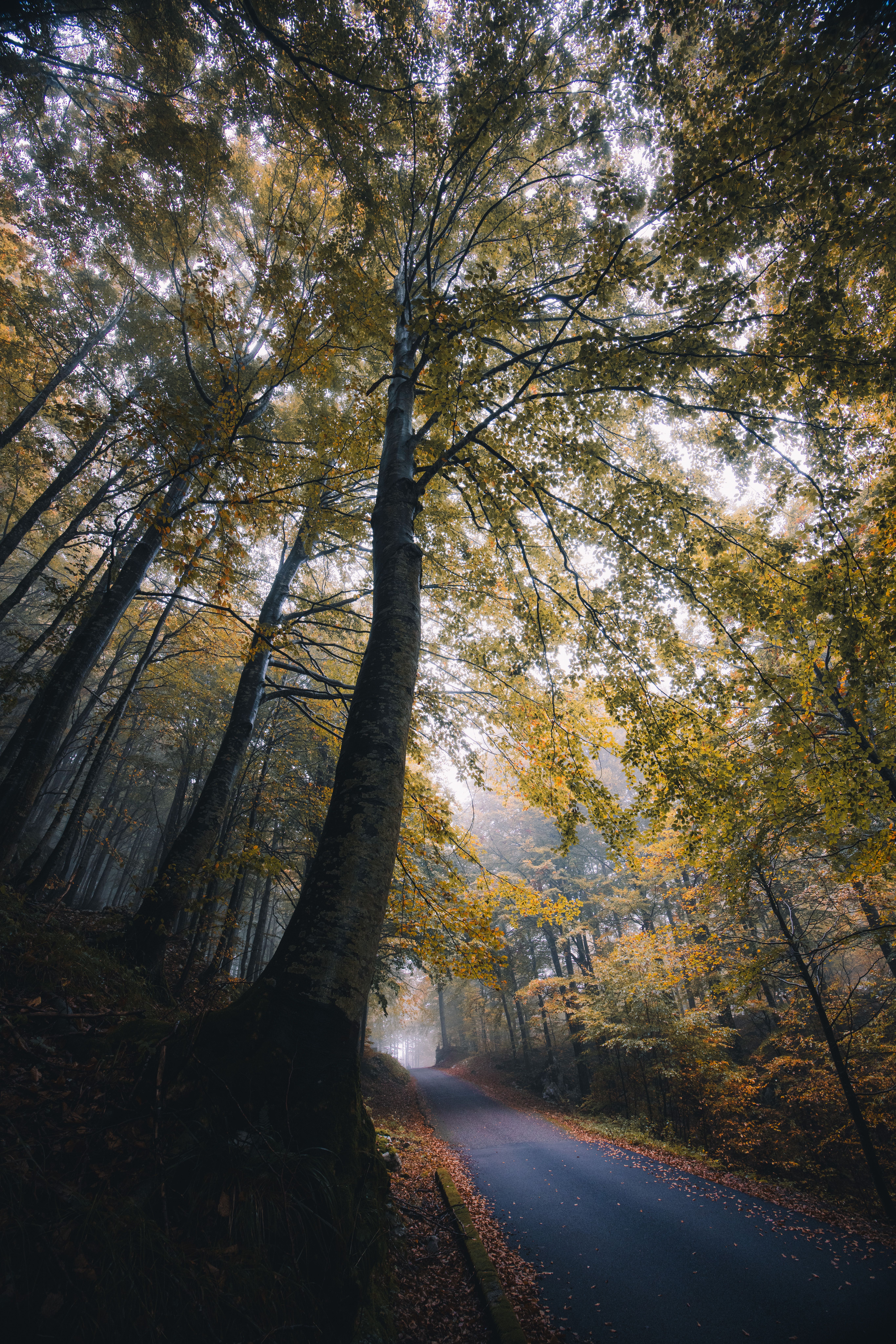 Enchanting Autumn Road Through Slovenian Forest · Free Stock Photo