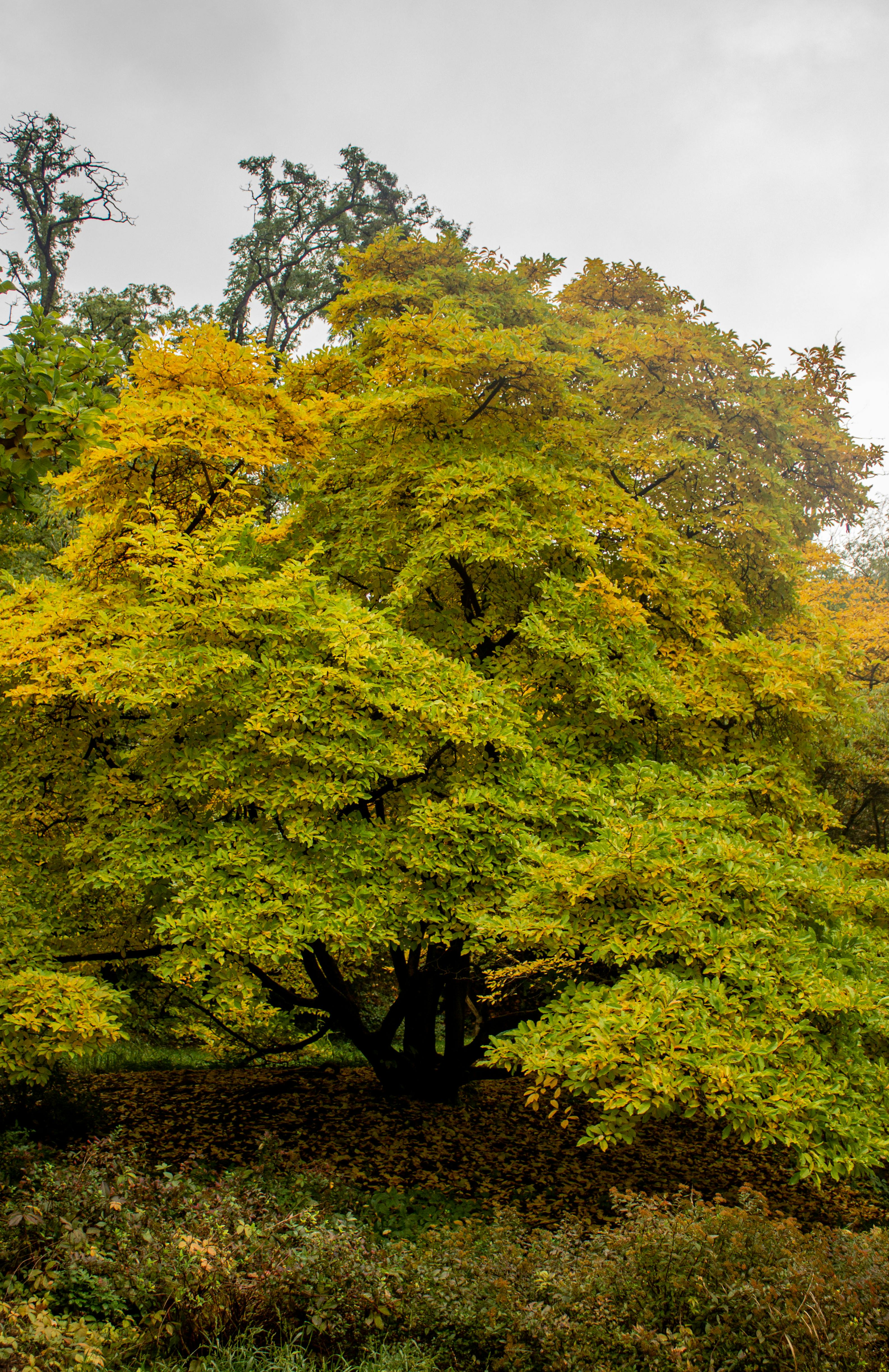 Vibrant Autumn Maple Tree in Full Bloom · Free Stock Photo