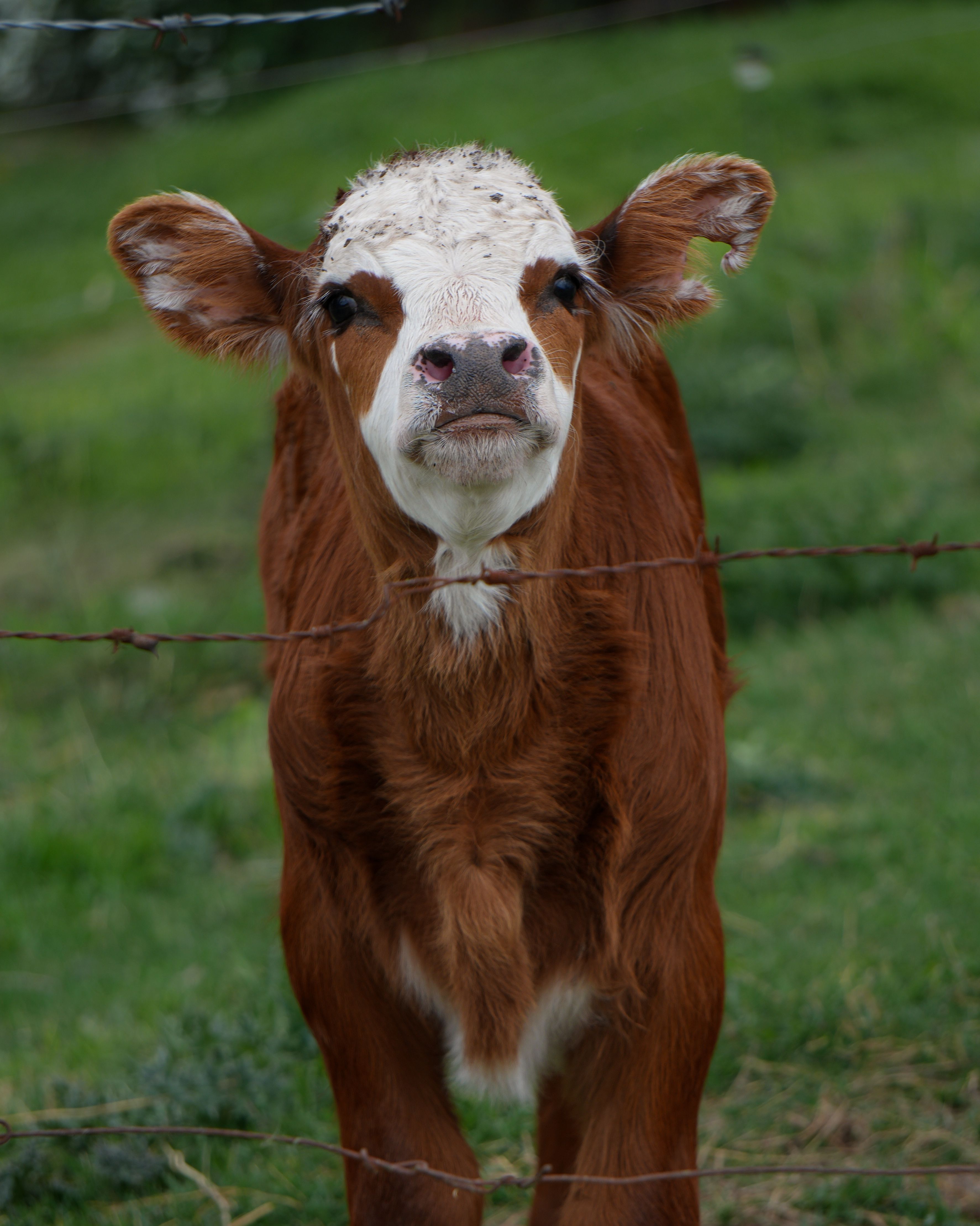 Farm Animal Photos, Download The BEST Free Farm Animal Stock Photos ...