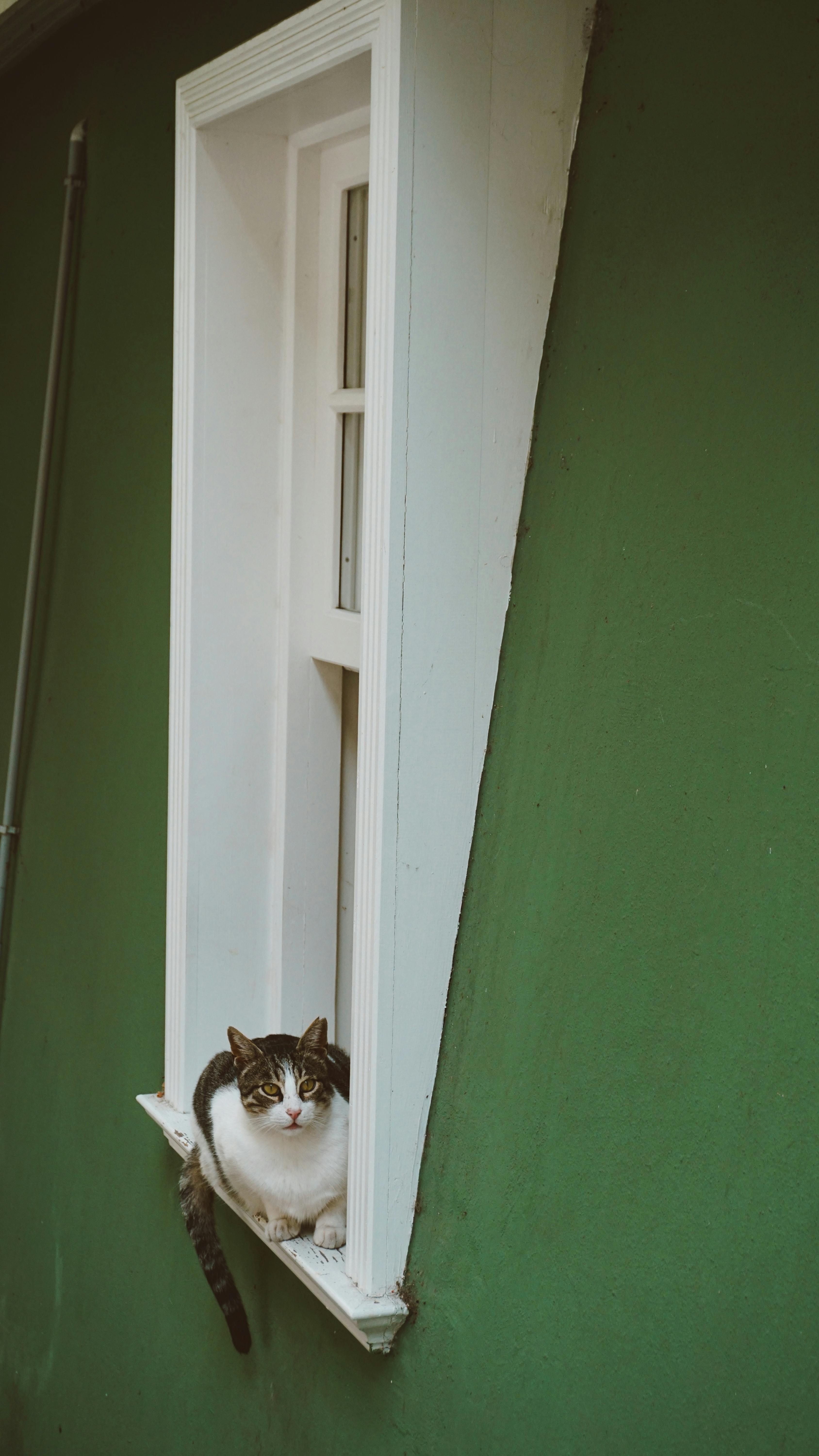 Rıdvan Gülcan - 写真