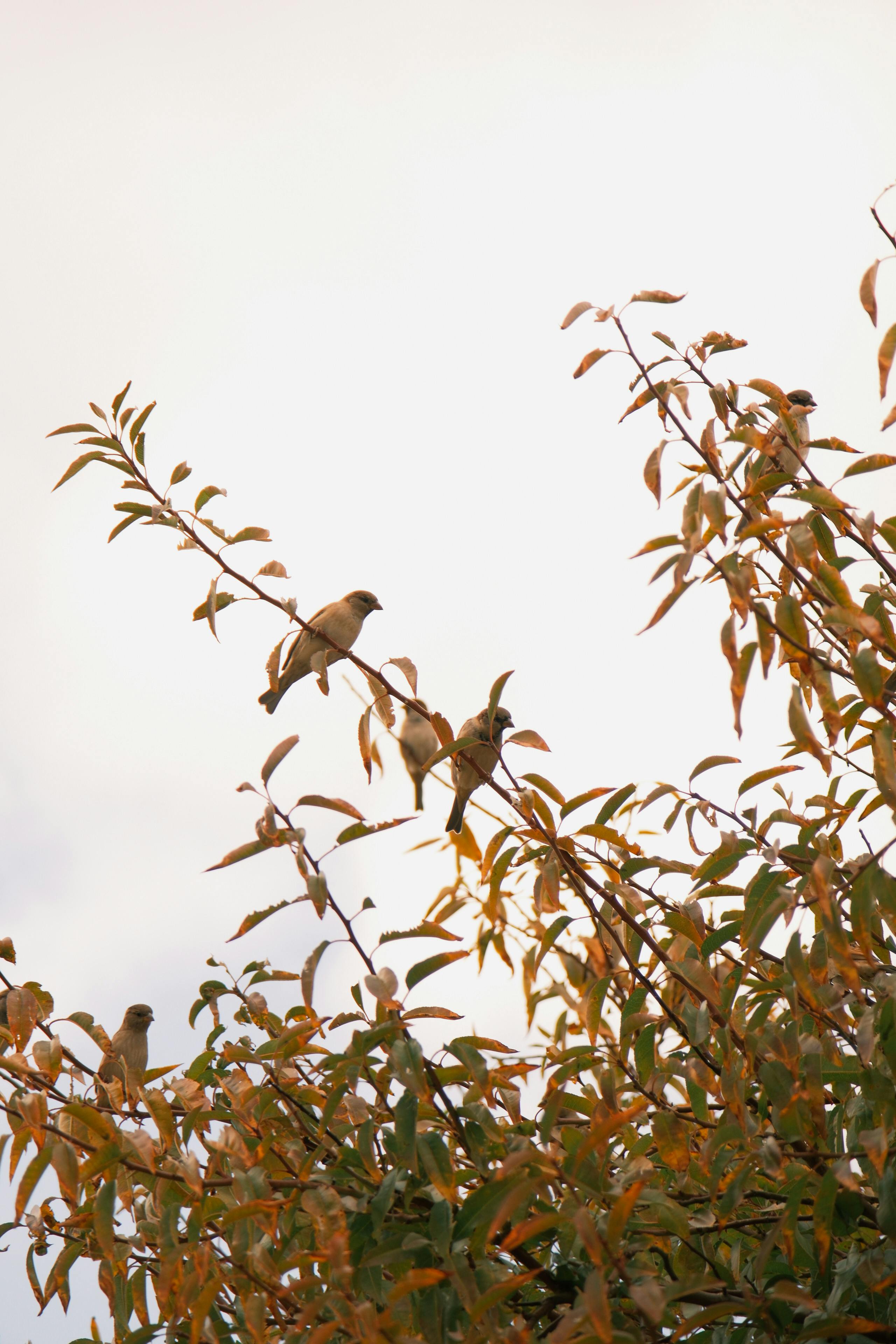 Sparrows Photos, Download The BEST Free Sparrows Stock Photos & HD Images