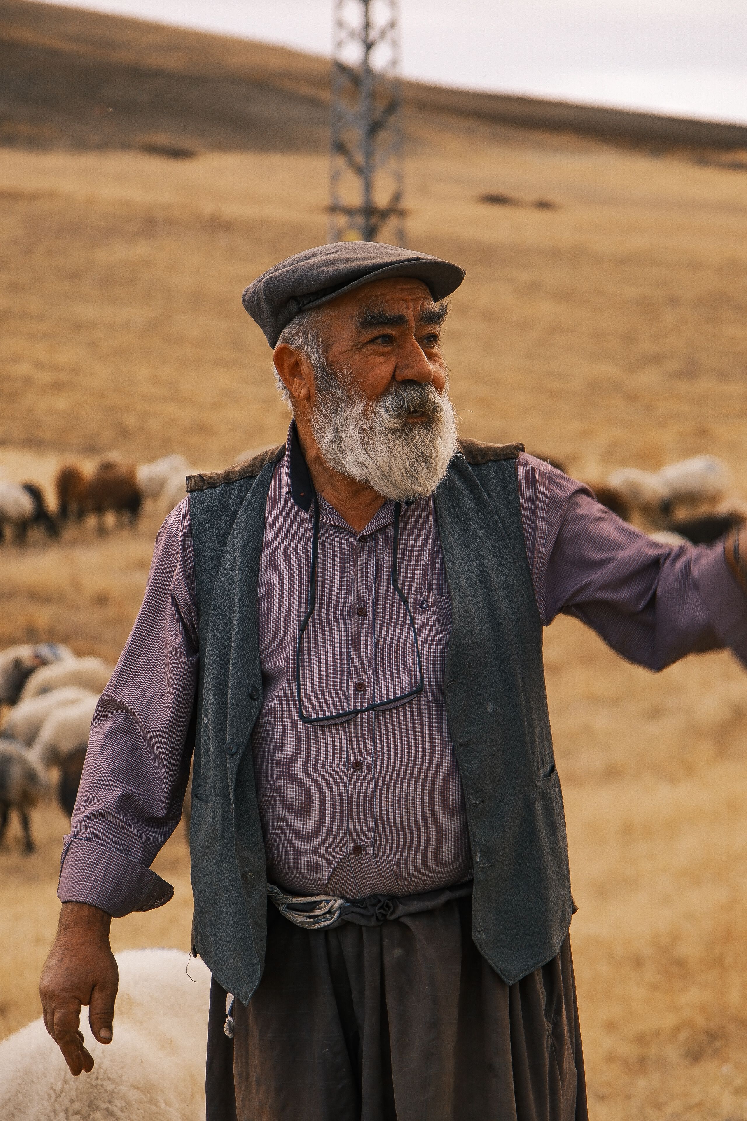Elderly Shepherd Watching Over Sheep in Pasture · Free Stock Photo