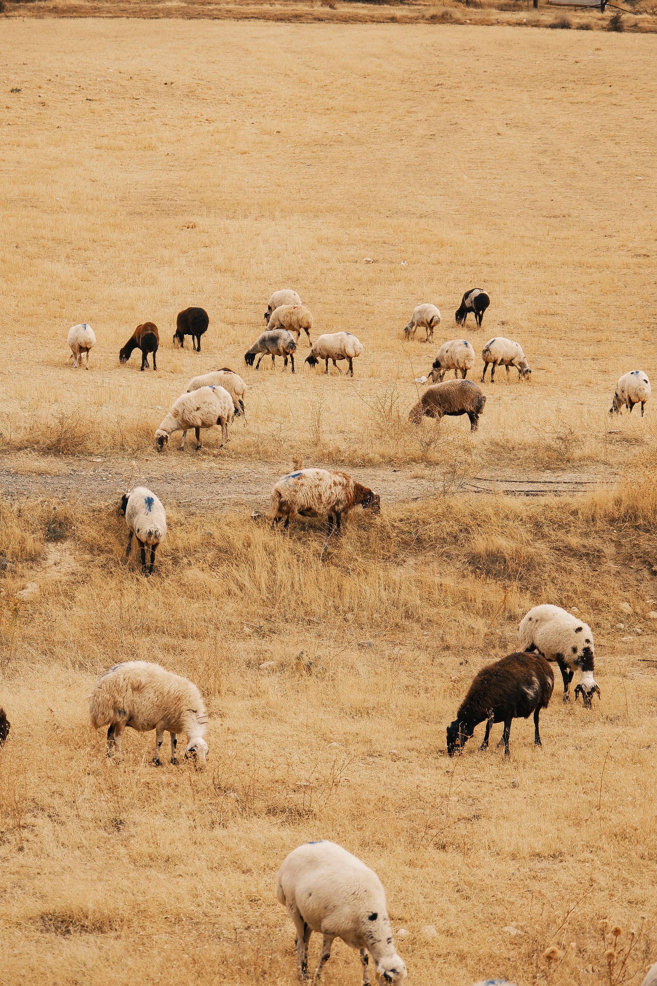 Sheep Audiofree Photos, Download The BEST Free Sheep Audiofree Stock ...
