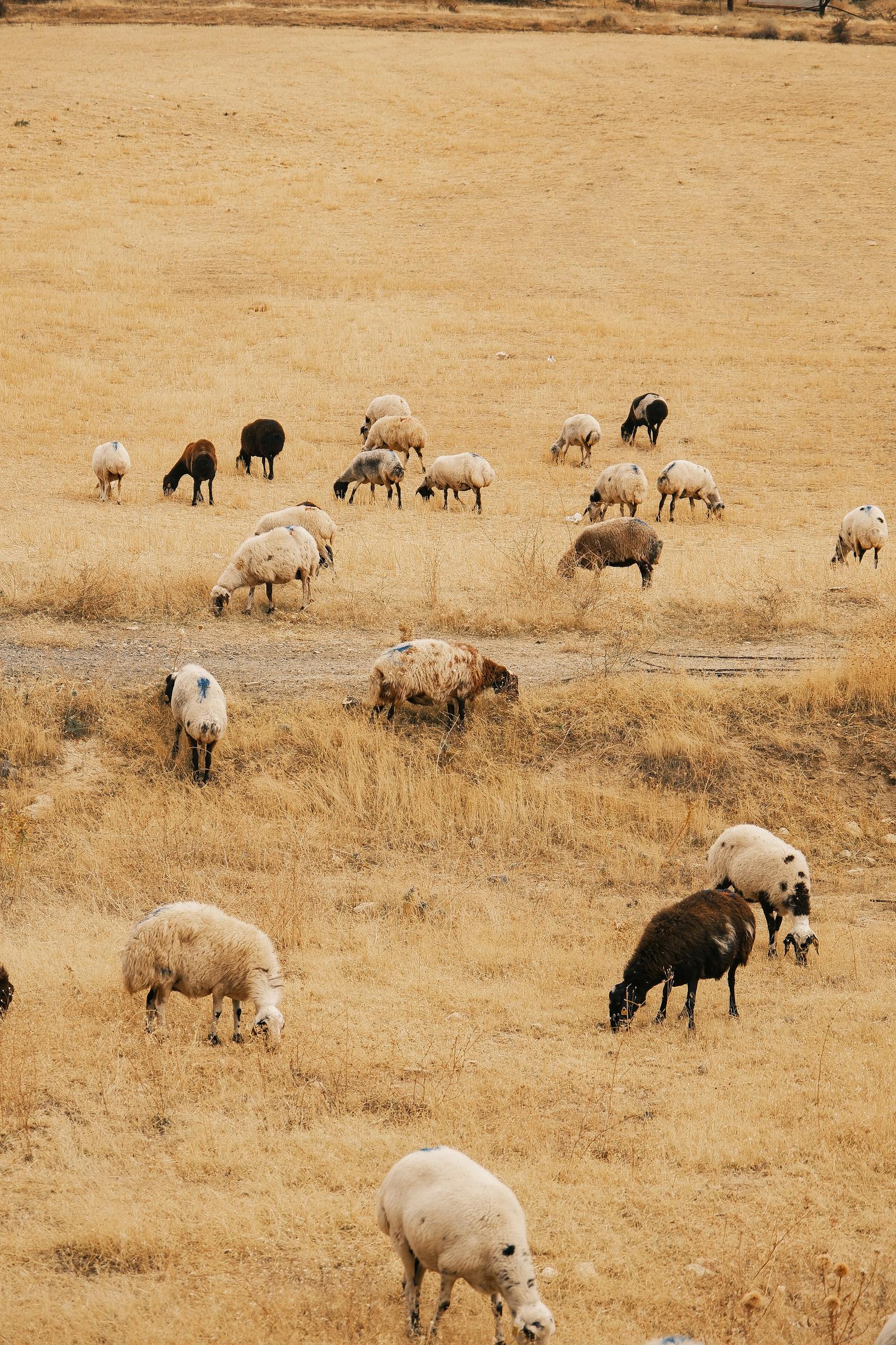 Golden Bg Photos, Download The BEST Free Golden Bg Stock Photos & HD Images