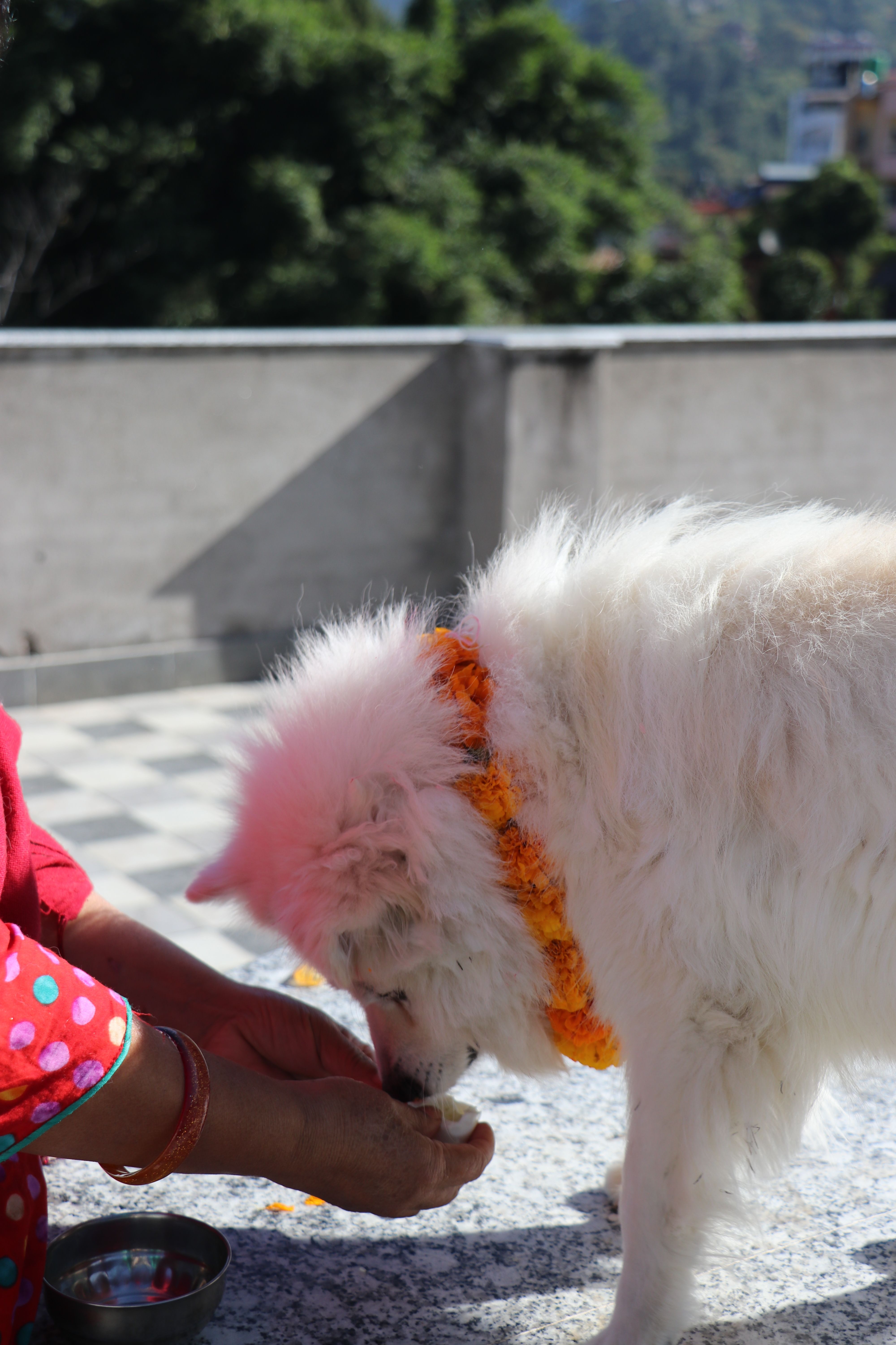 Celebração De Kukur Tihar Com Animal De Estimação Devotado No Nepal ...