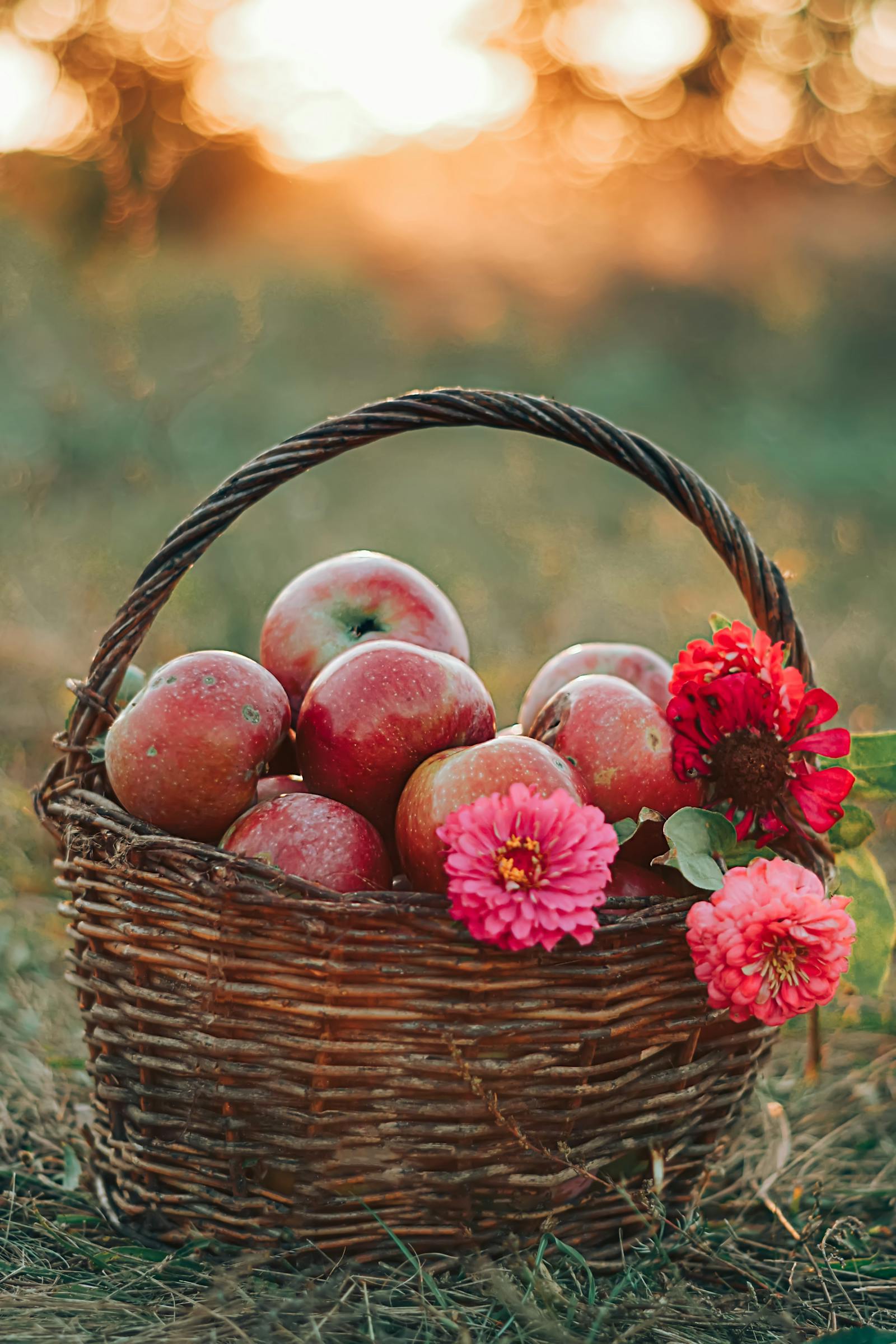 Evening Flowers Photos, Download The BEST Free Evening Flowers Stock ...