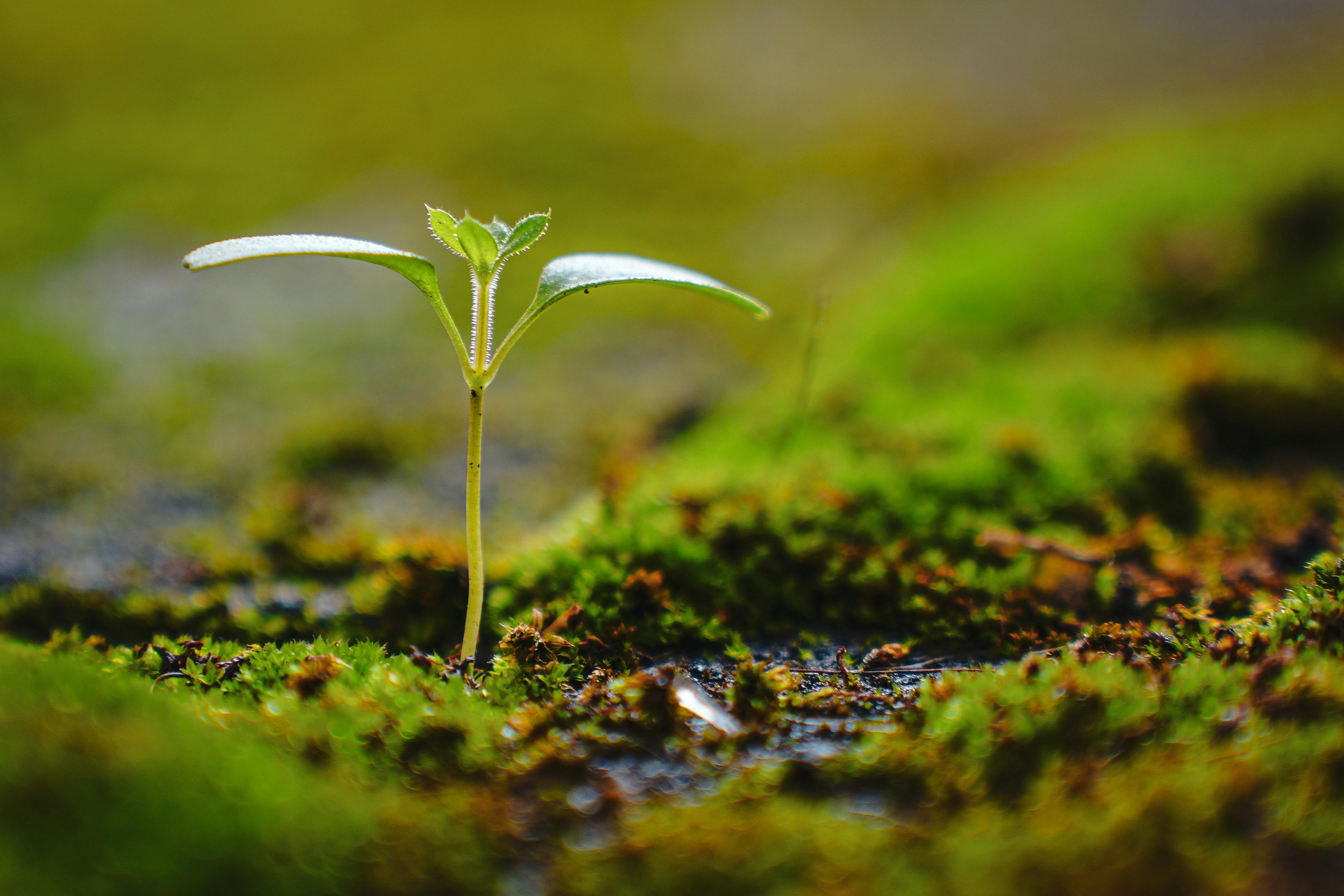 Seedling Photos, Download The BEST Free Seedling Stock Photos & HD Images