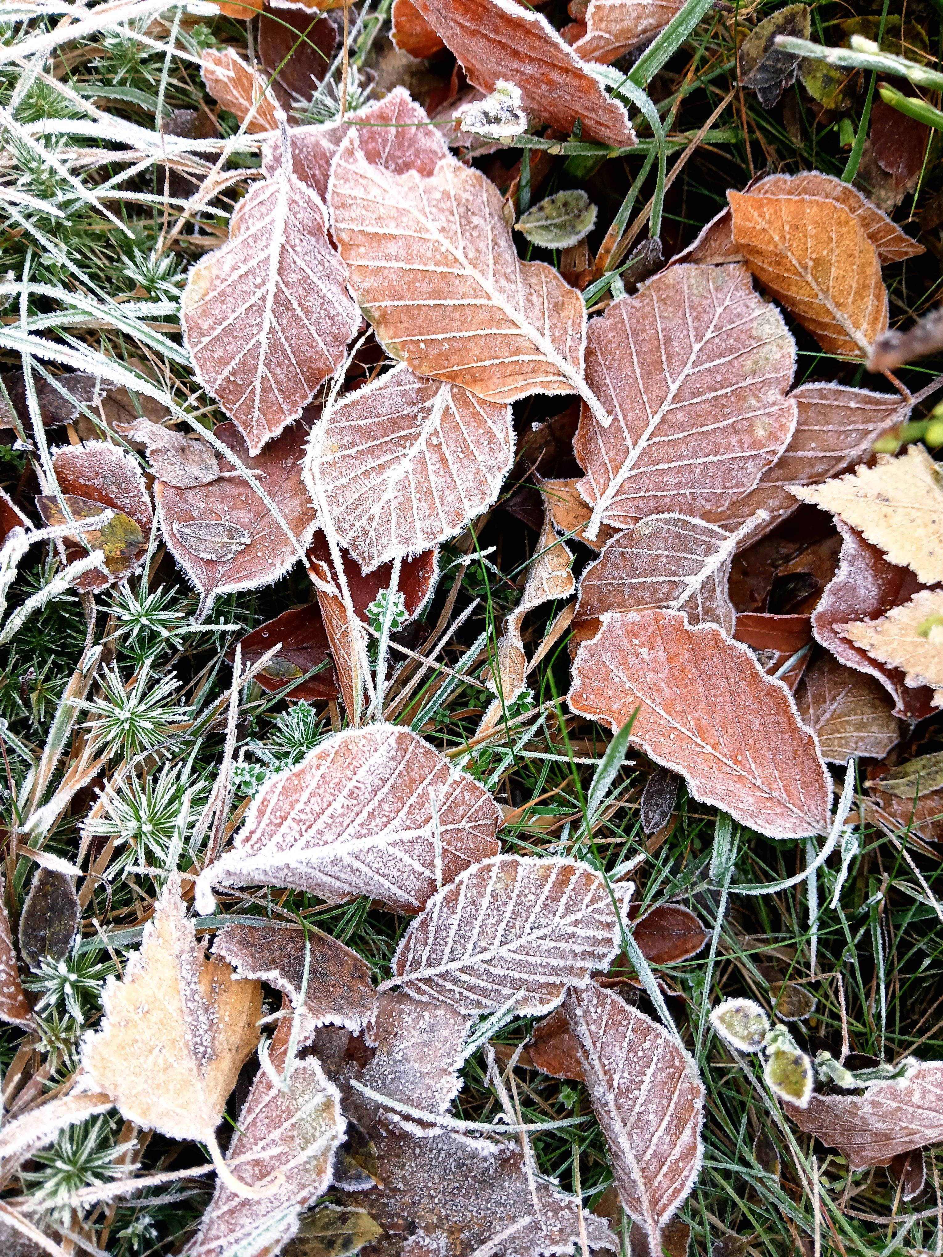 Frosted Autumn Leaves on Grass in Early Morning · Free Stock Photo