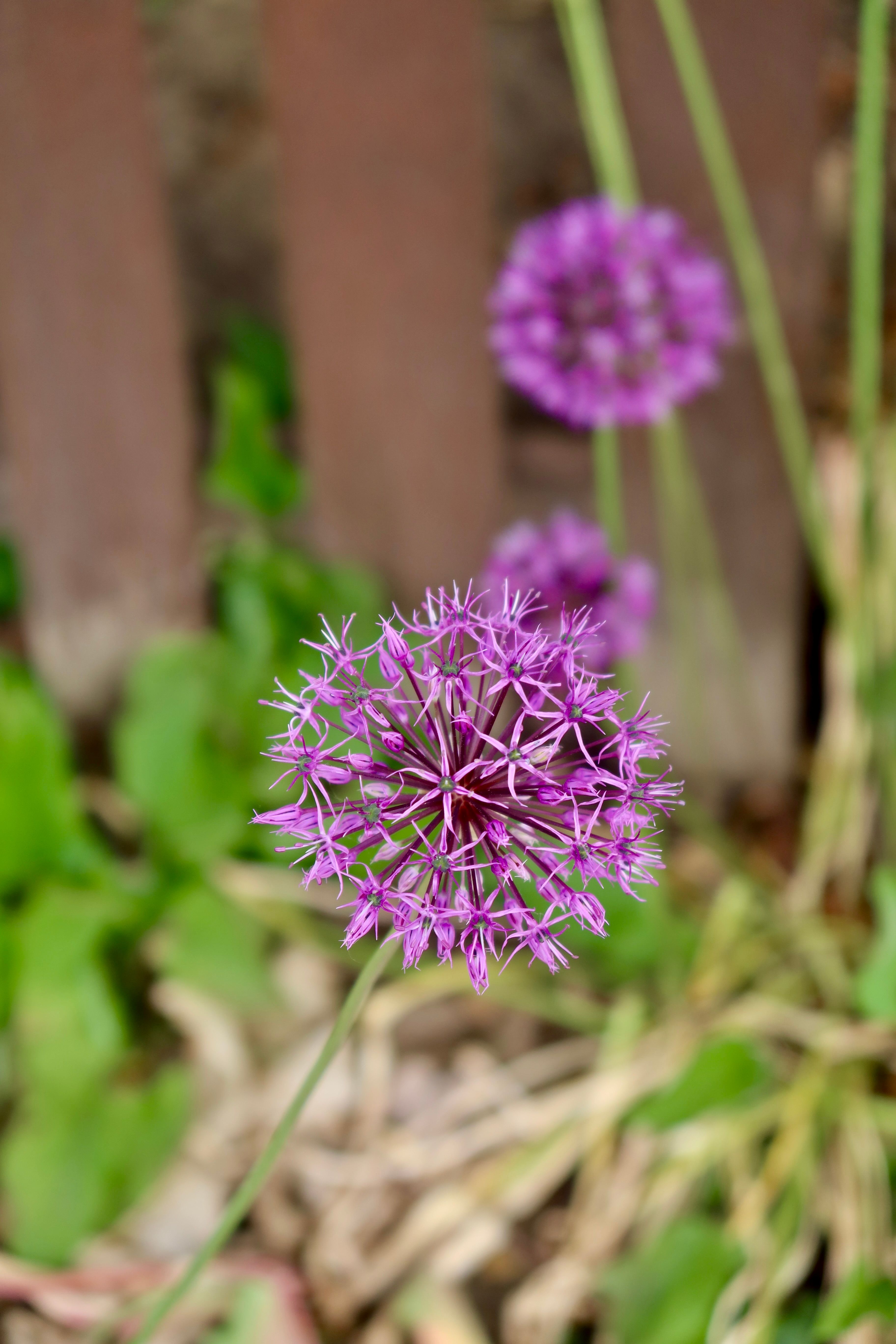 Violet Backgrounds Photos, Download The BEST Free Violet Backgrounds ...