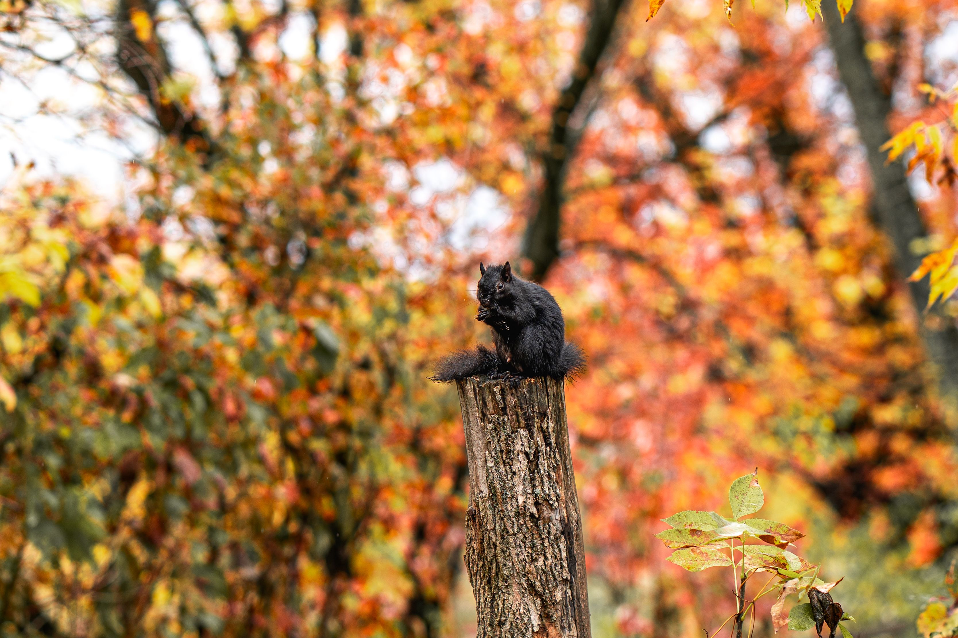 Black Squirrel on Tree Stump in Autumn Forest · Free Stock Photo