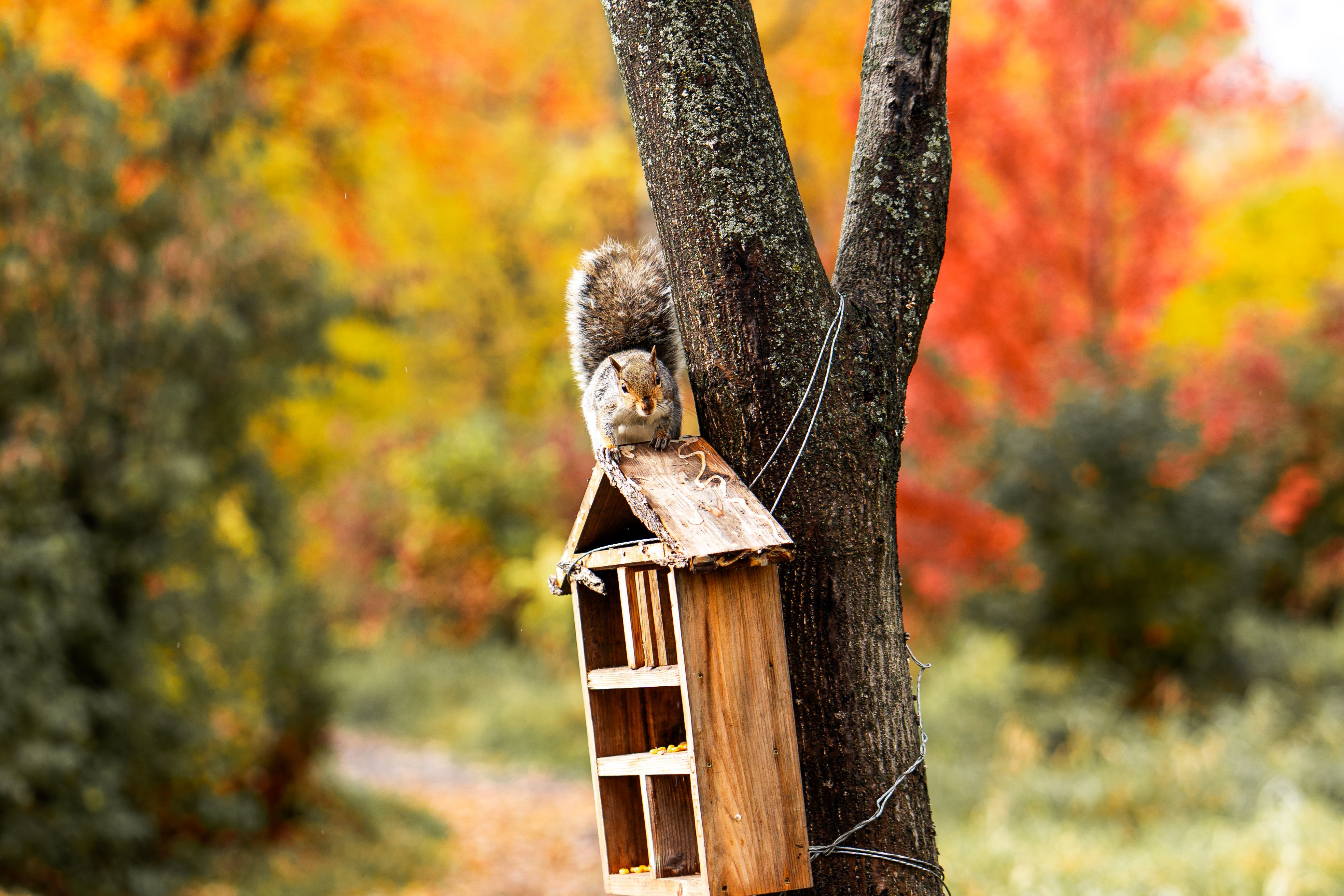 Squirrel on Bird Feeder in Autumn Forest · Free Stock Photo