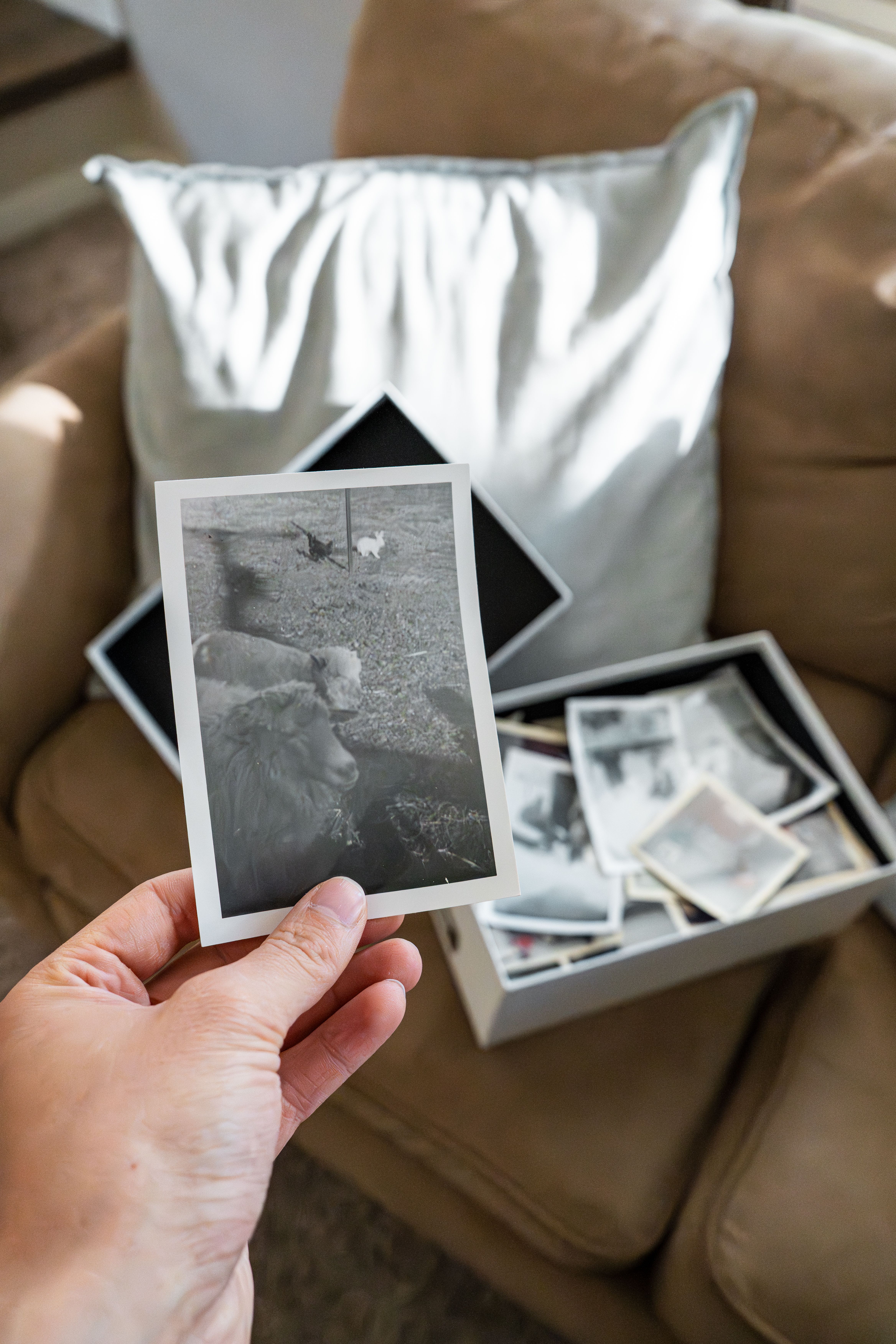 Vintage Photos in Shoebox on Couch · Free Stock Photo