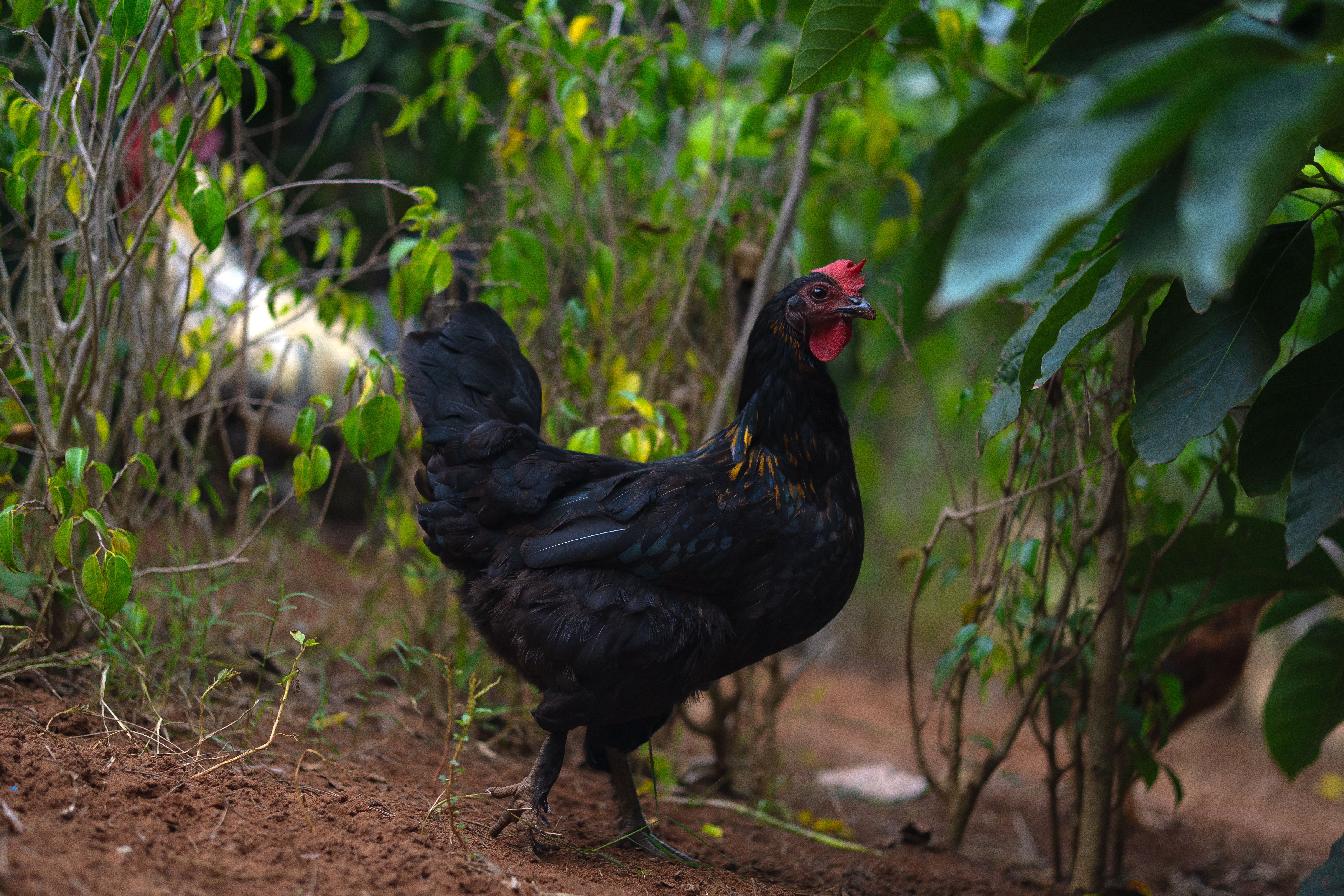 Black Chicken in Lush Greenery Outdoors · Free Stock Photo