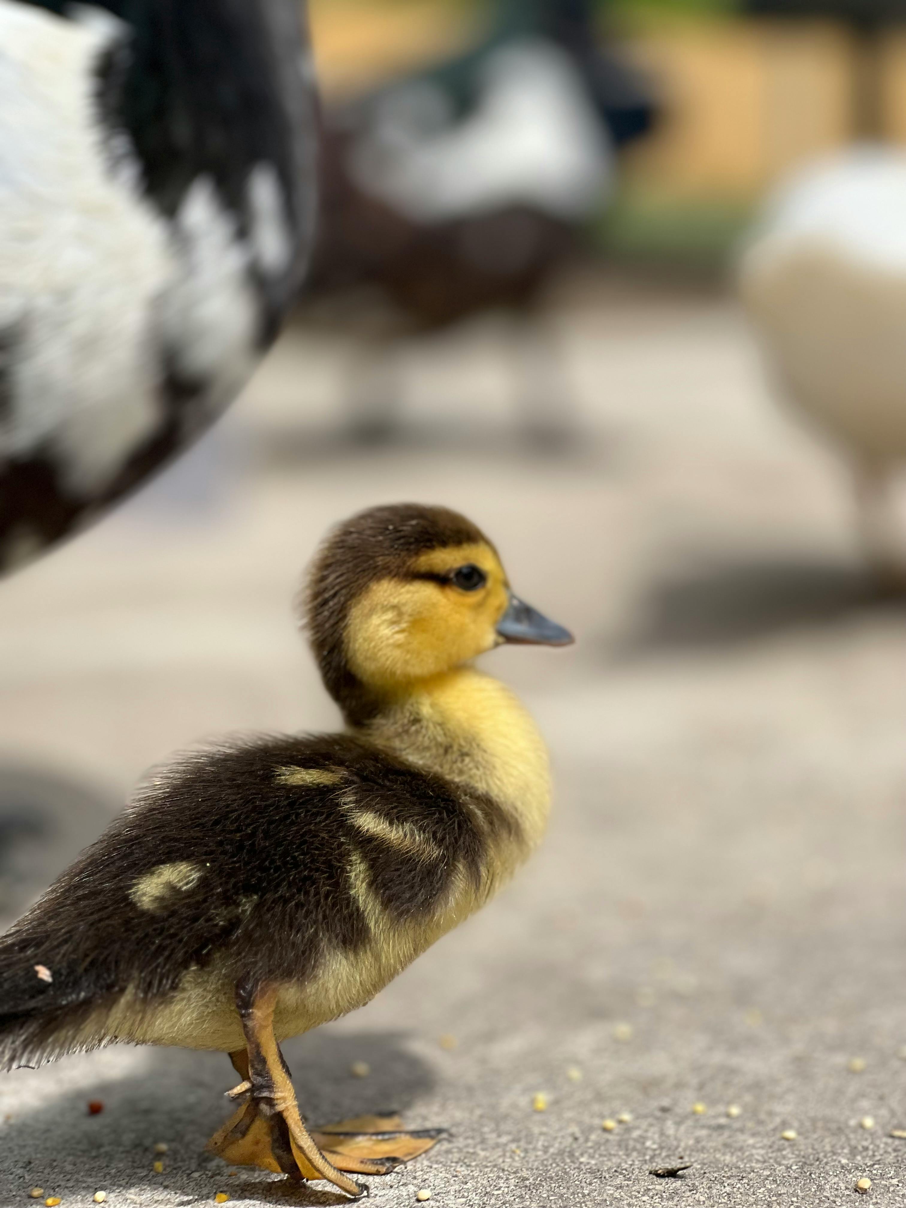 Duckling Photos, Download The BEST Free Duckling Stock Photos & HD Images