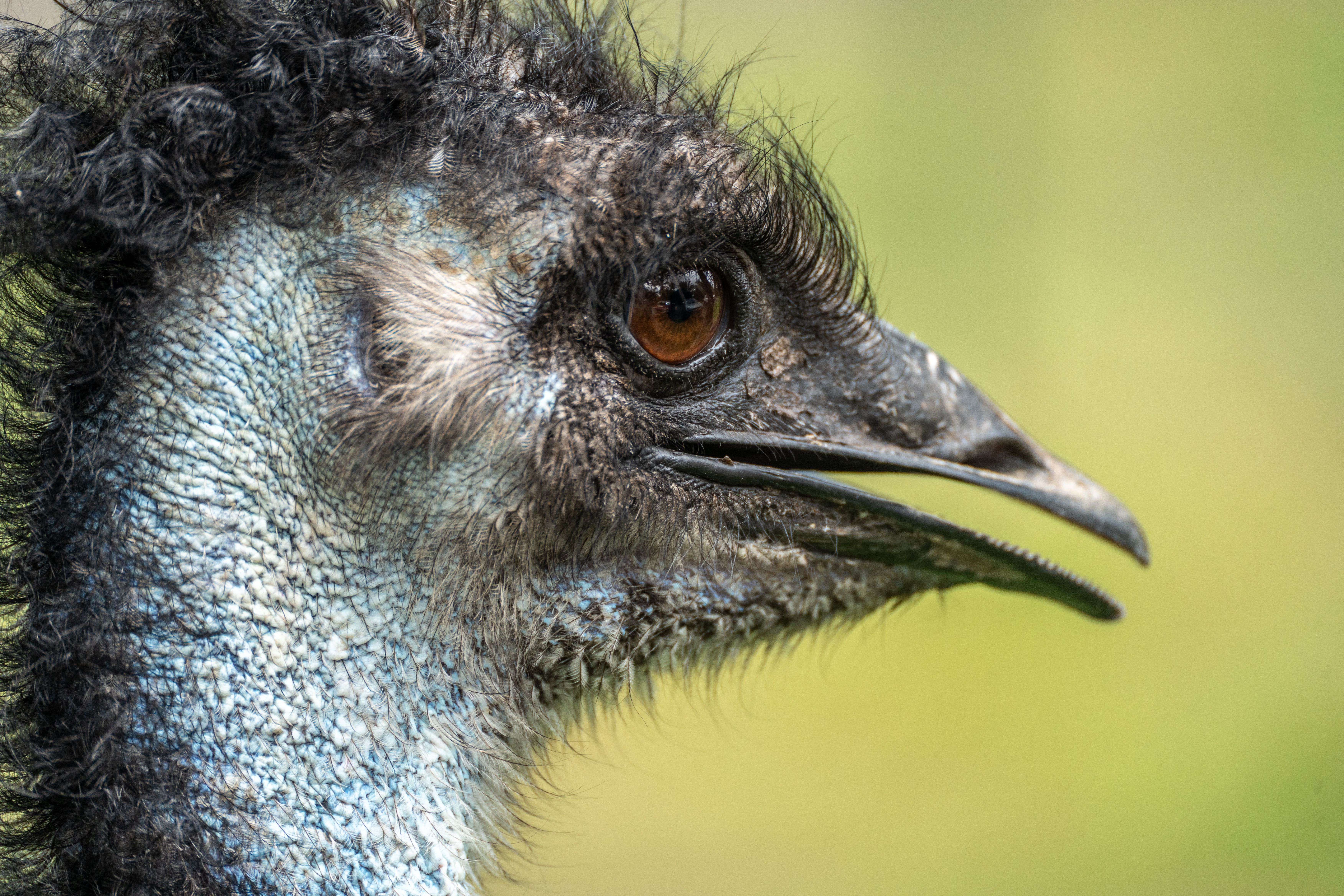 Close-up Portrait of an Emu in Natural Habitat · Free Stock Photo