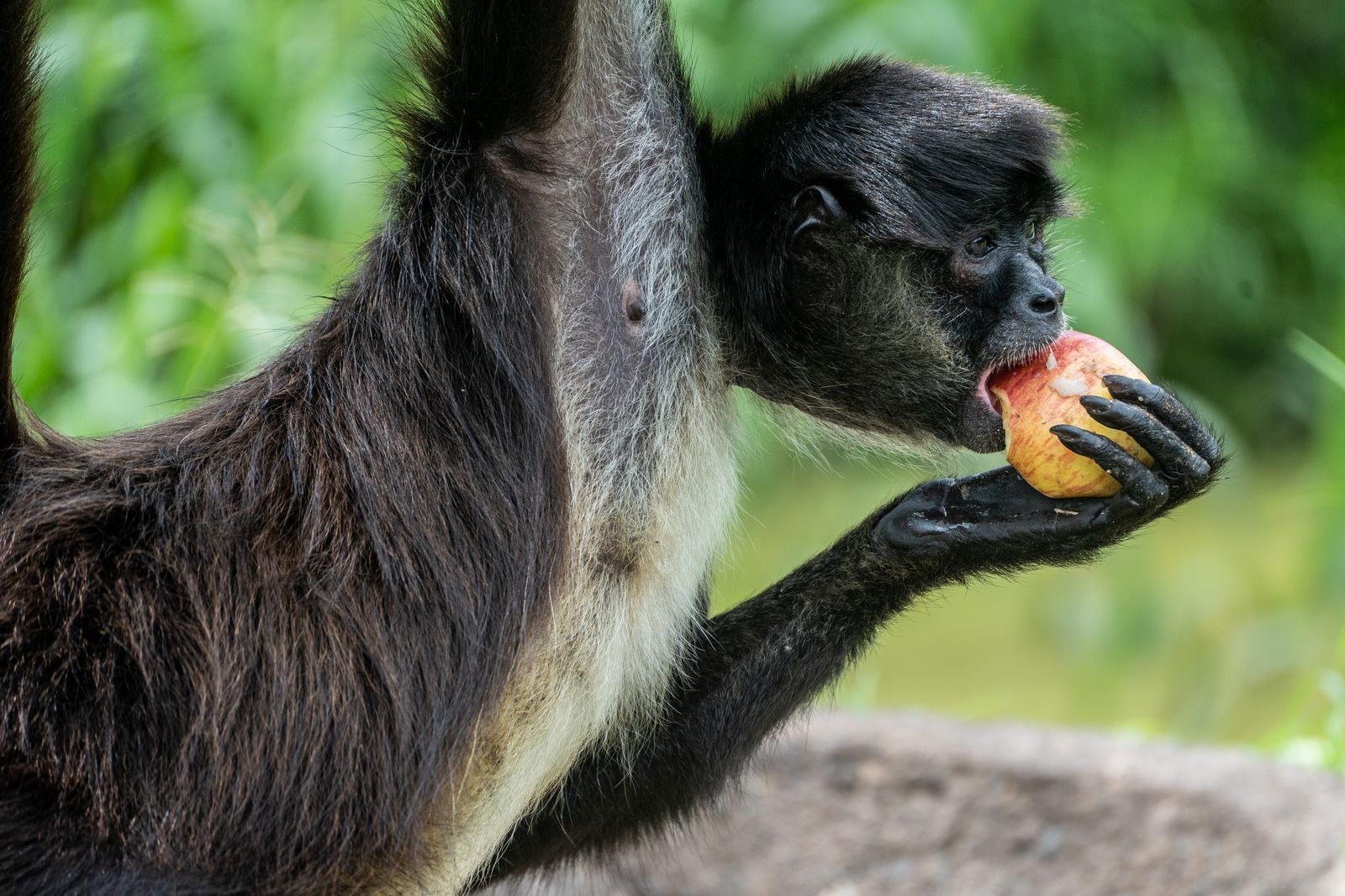 Spider Monkey Photos, Download The BEST Free Spider Monkey Stock Photos ...