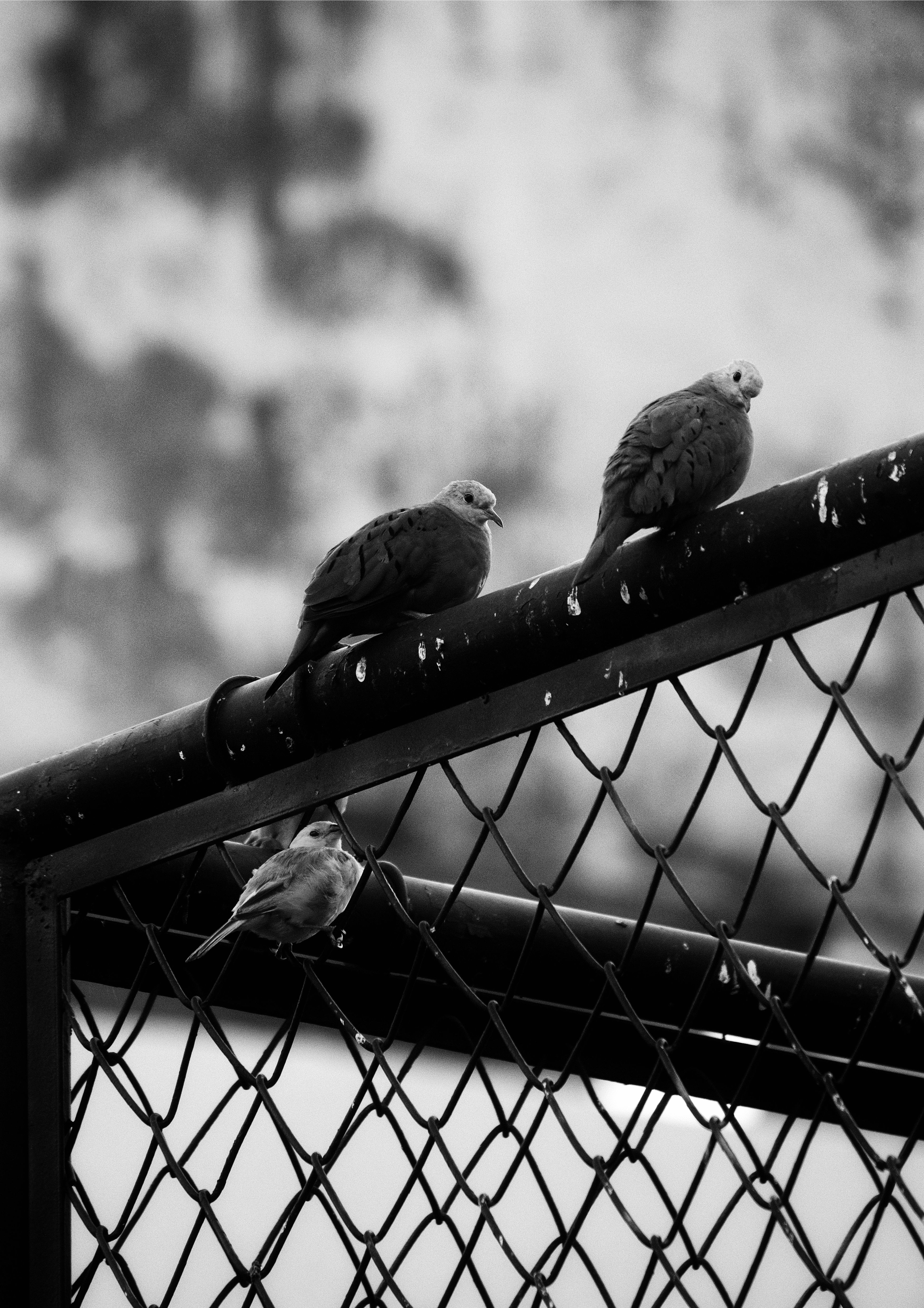 Grayscale Photo of Four Monkeys Sitting Together · Free Stock Photo