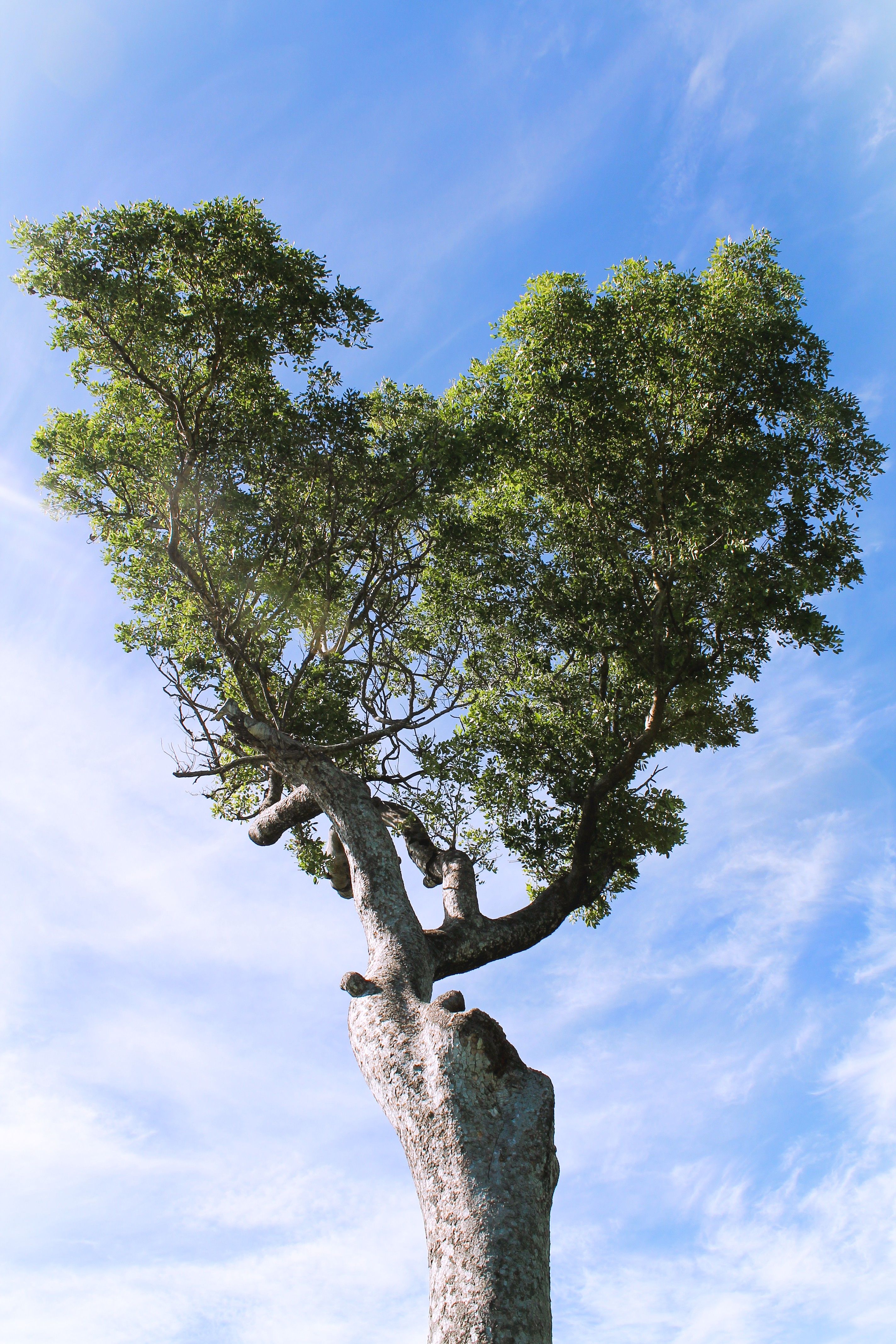 Love Trees Photos, Download The BEST Free Love Trees Stock Photos & HD ...