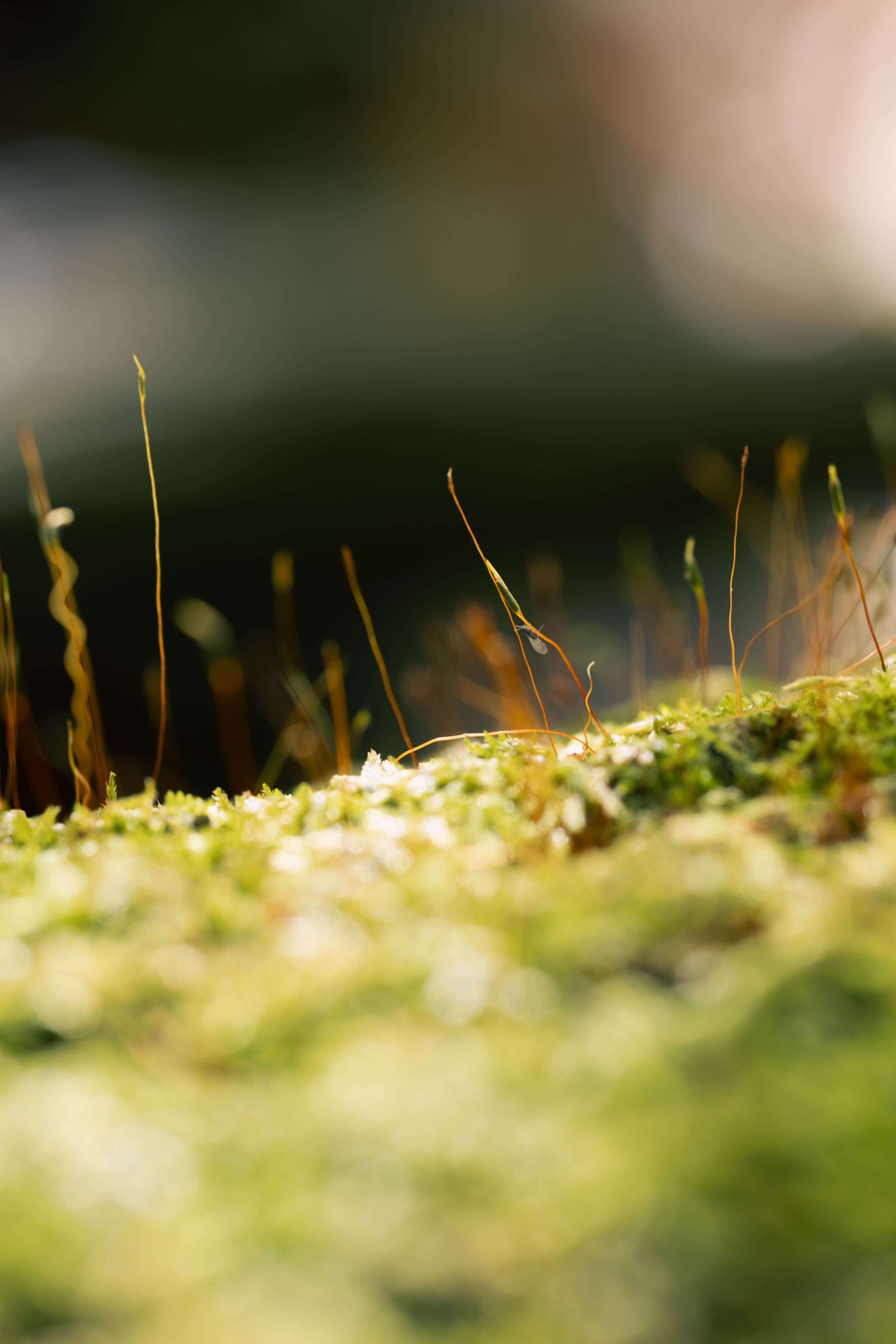 Earthy Background Photos, Download The BEST Free Earthy Background ...