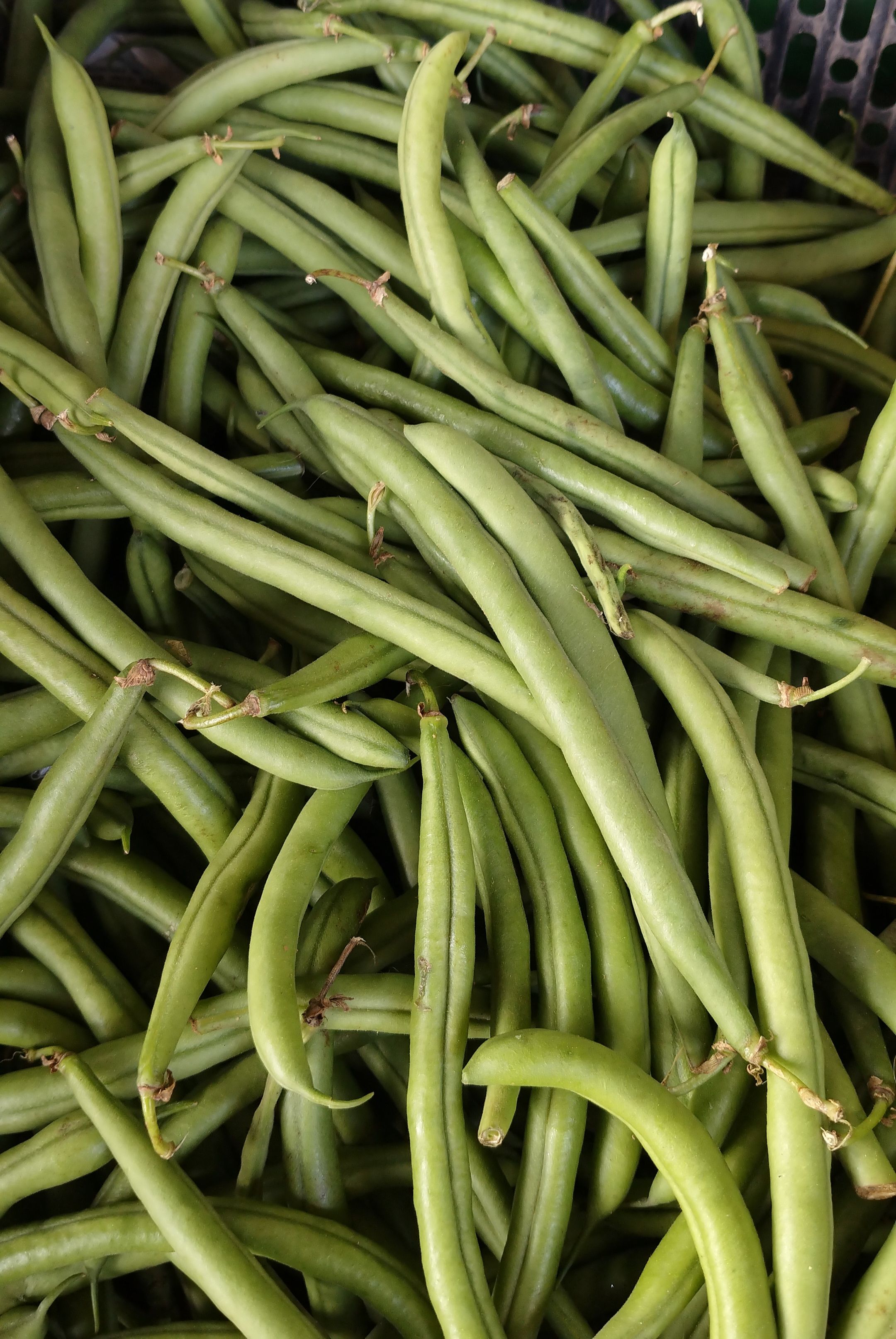 Close-up Photo of Raw Green Beans · Free Stock Photo