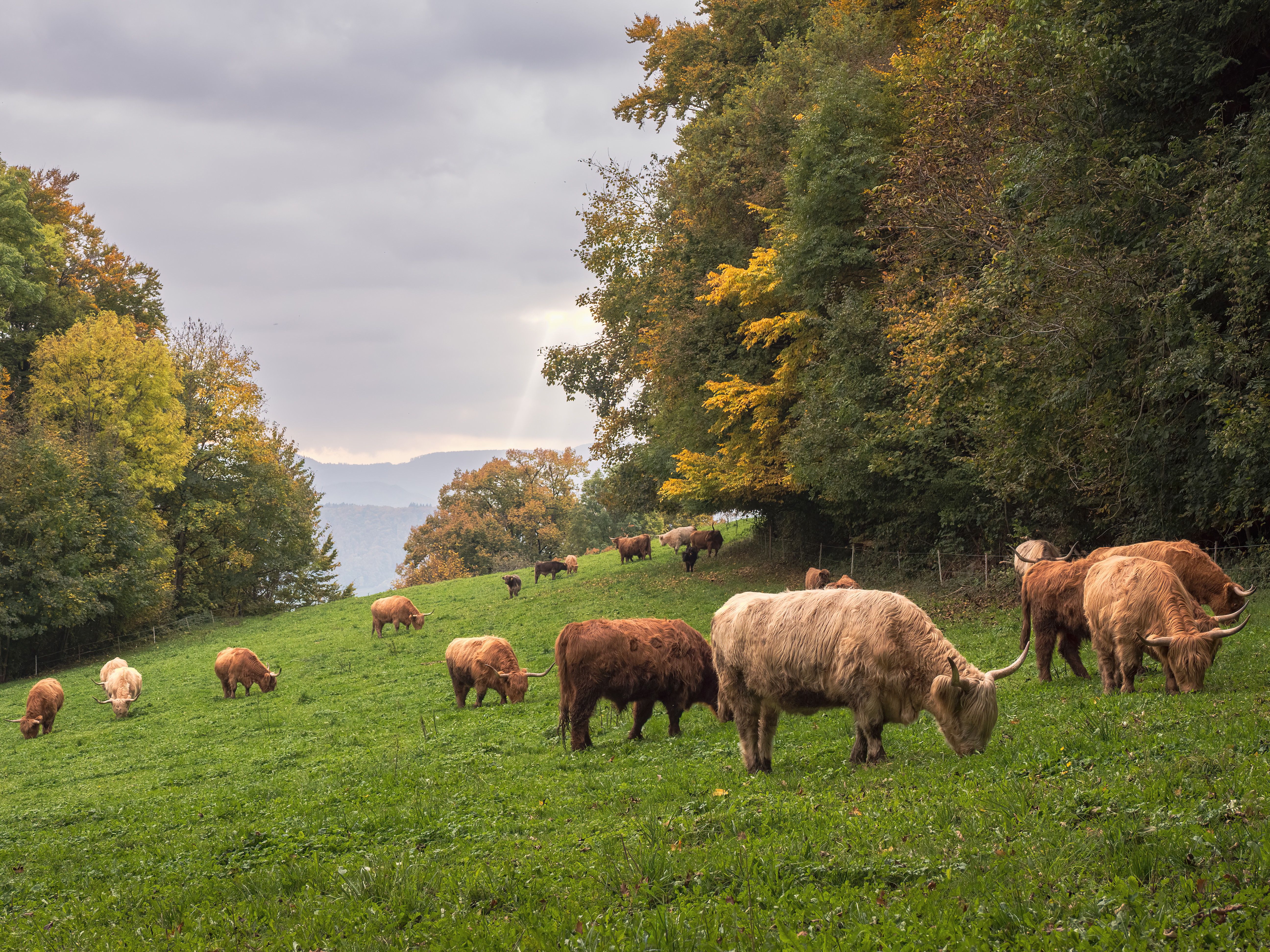 Highland Cattle Grazing in Autumn Pasture · Free Stock Photo