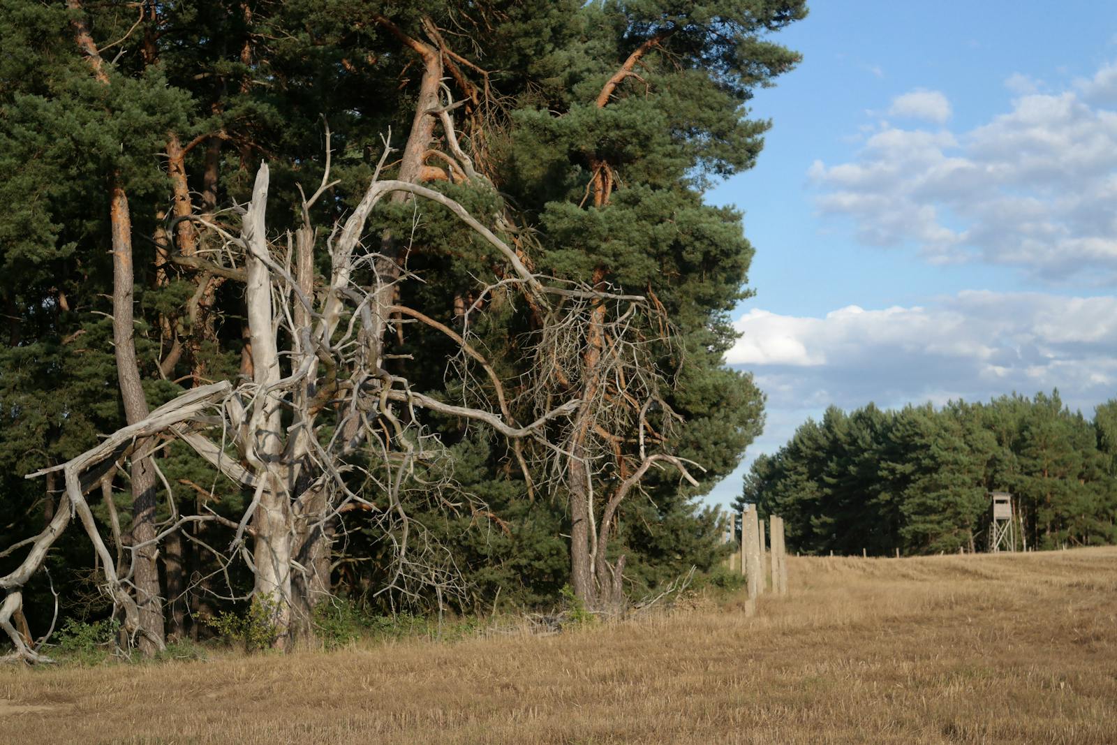 Dead Tree Photos, Download The BEST Free Dead Tree Stock Photos & HD Images
