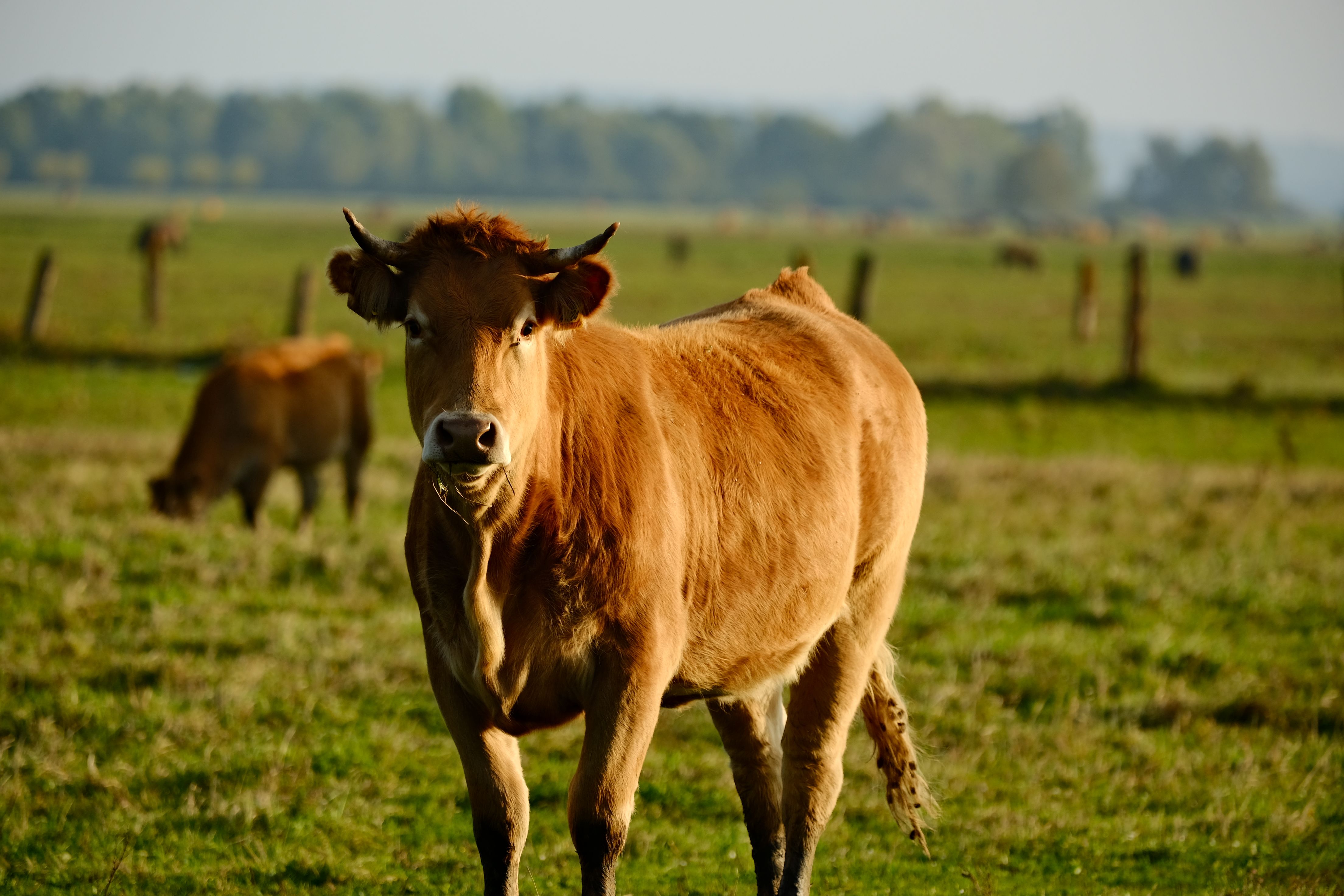 Farm Animal Photos, Download The BEST Free Farm Animal Stock Photos ...