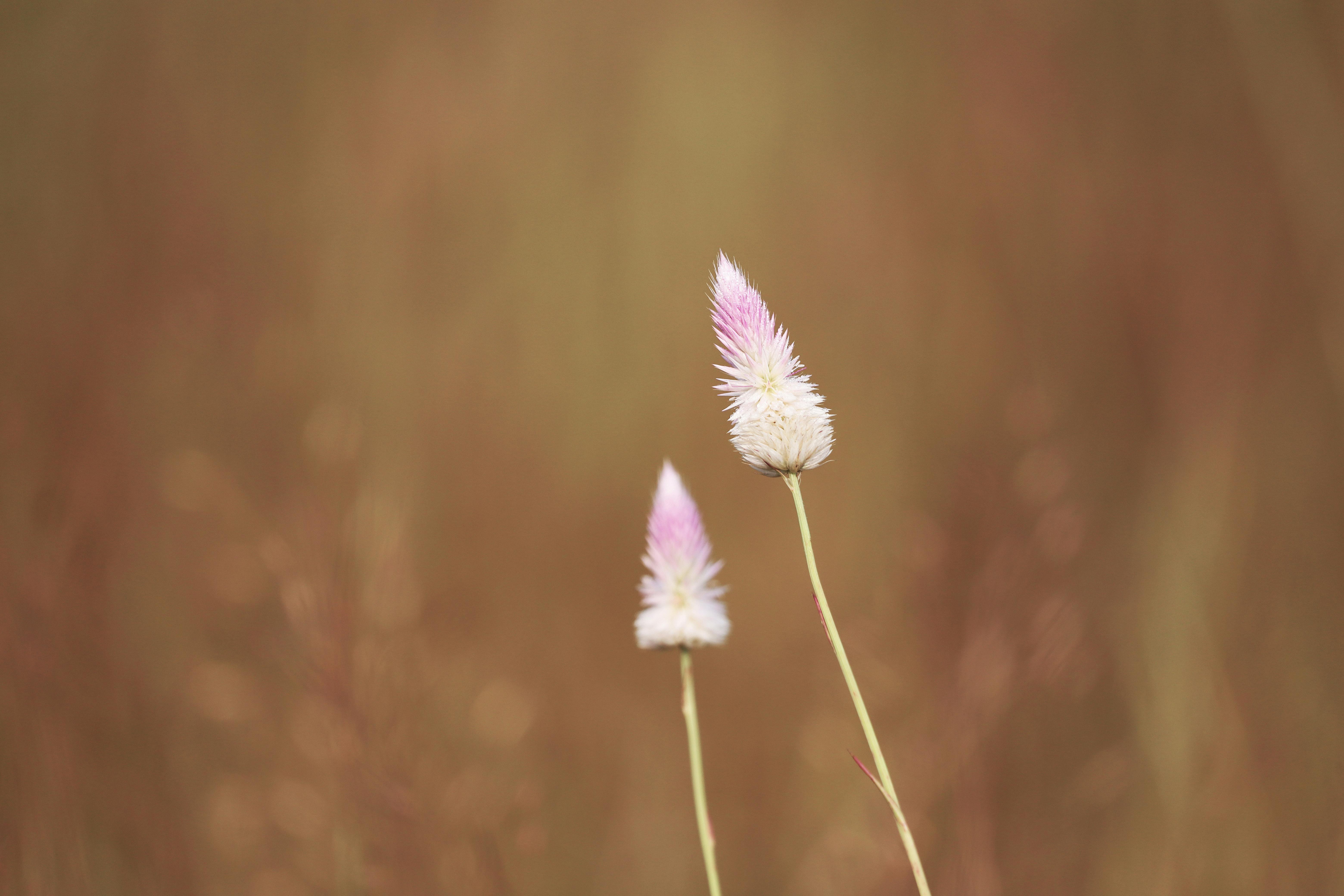 Subtle Background Photos, Download The BEST Free Subtle Background ...