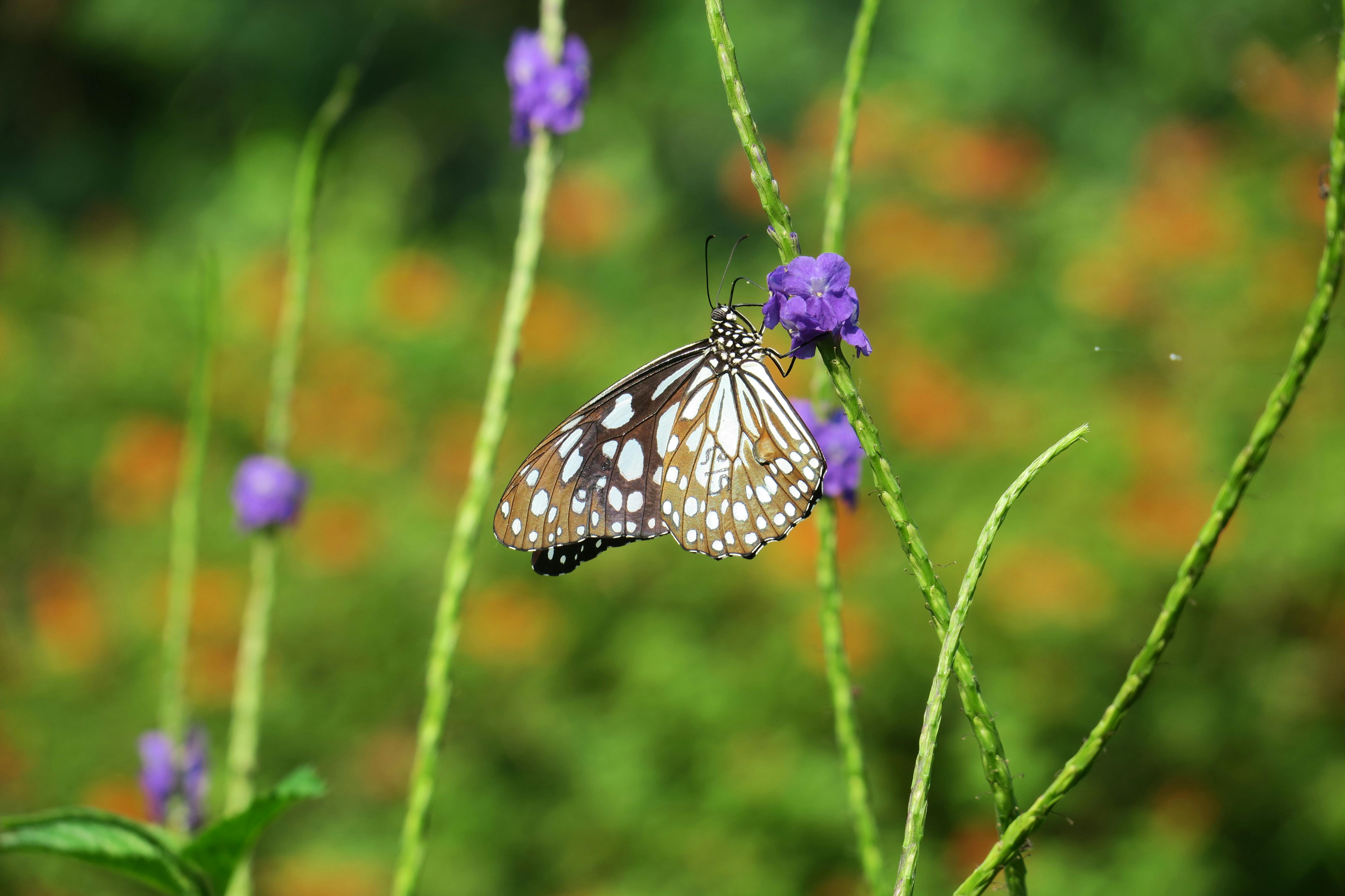 Butterfly No Background Photos, Download The BEST Free Butterfly No ...