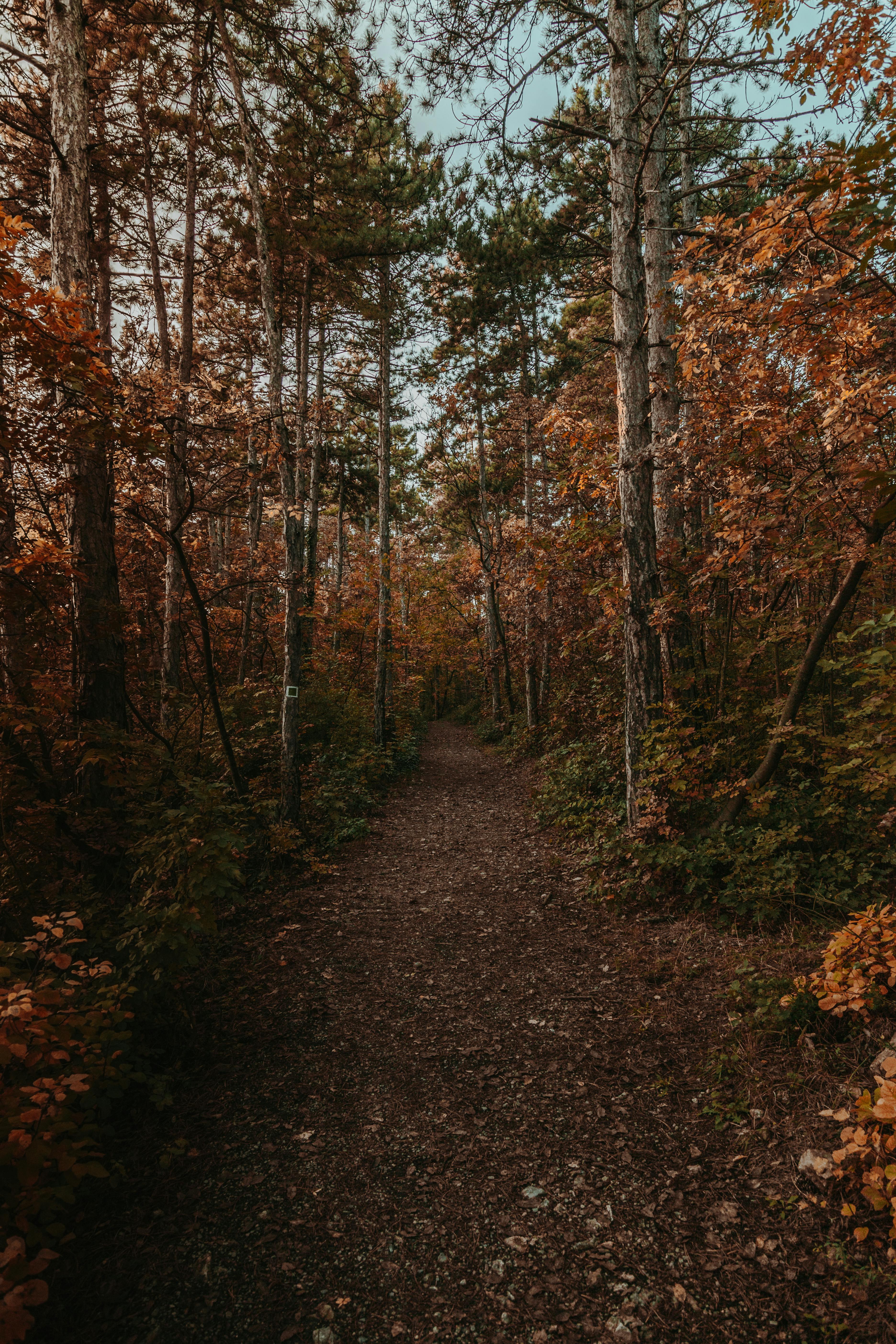 Brown Trees in the Forest · Free Stock Photo