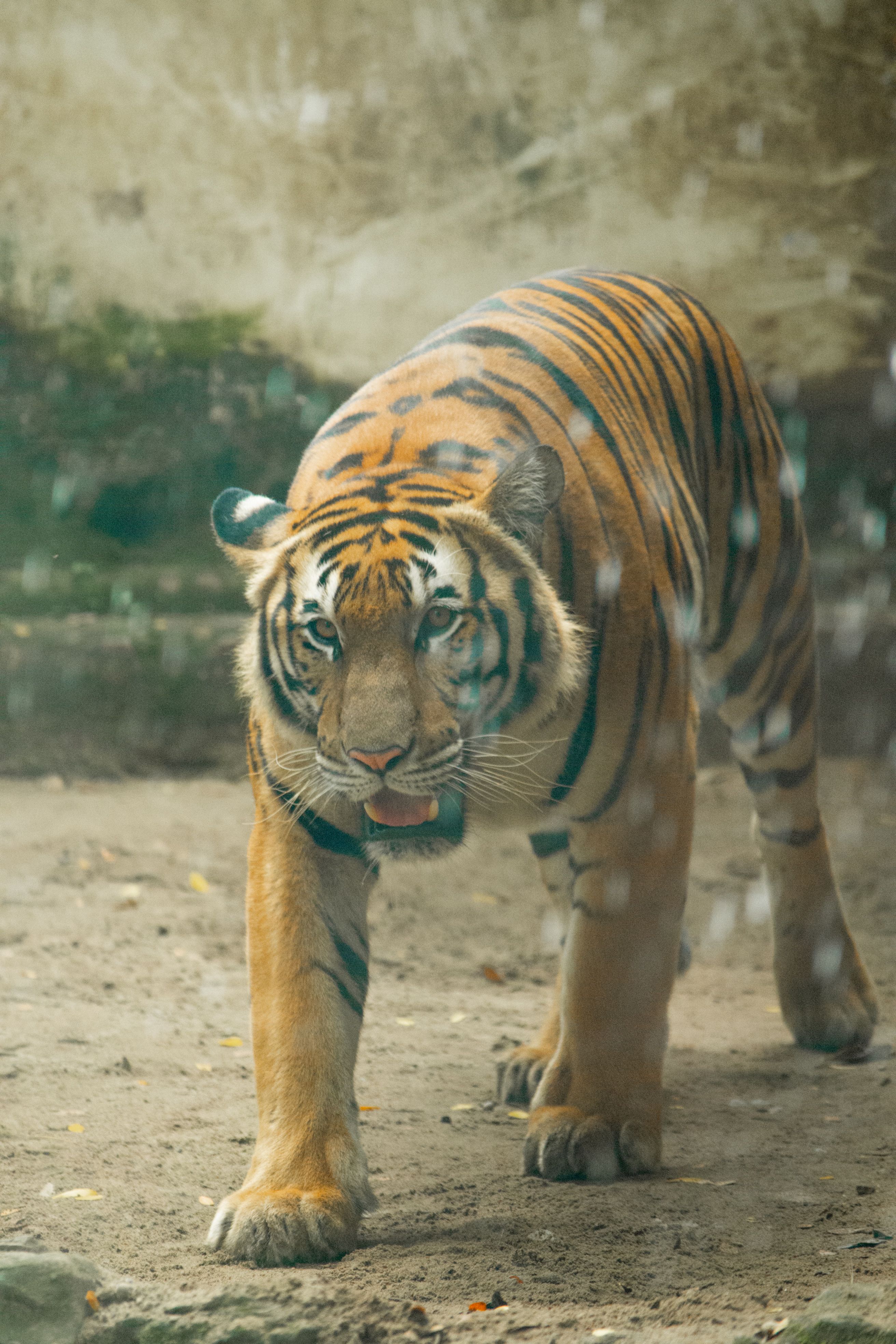 3.000+ Foto Tiger Olympics Terbaik · Unduh Gratis 100% · Foto Stok Pexels