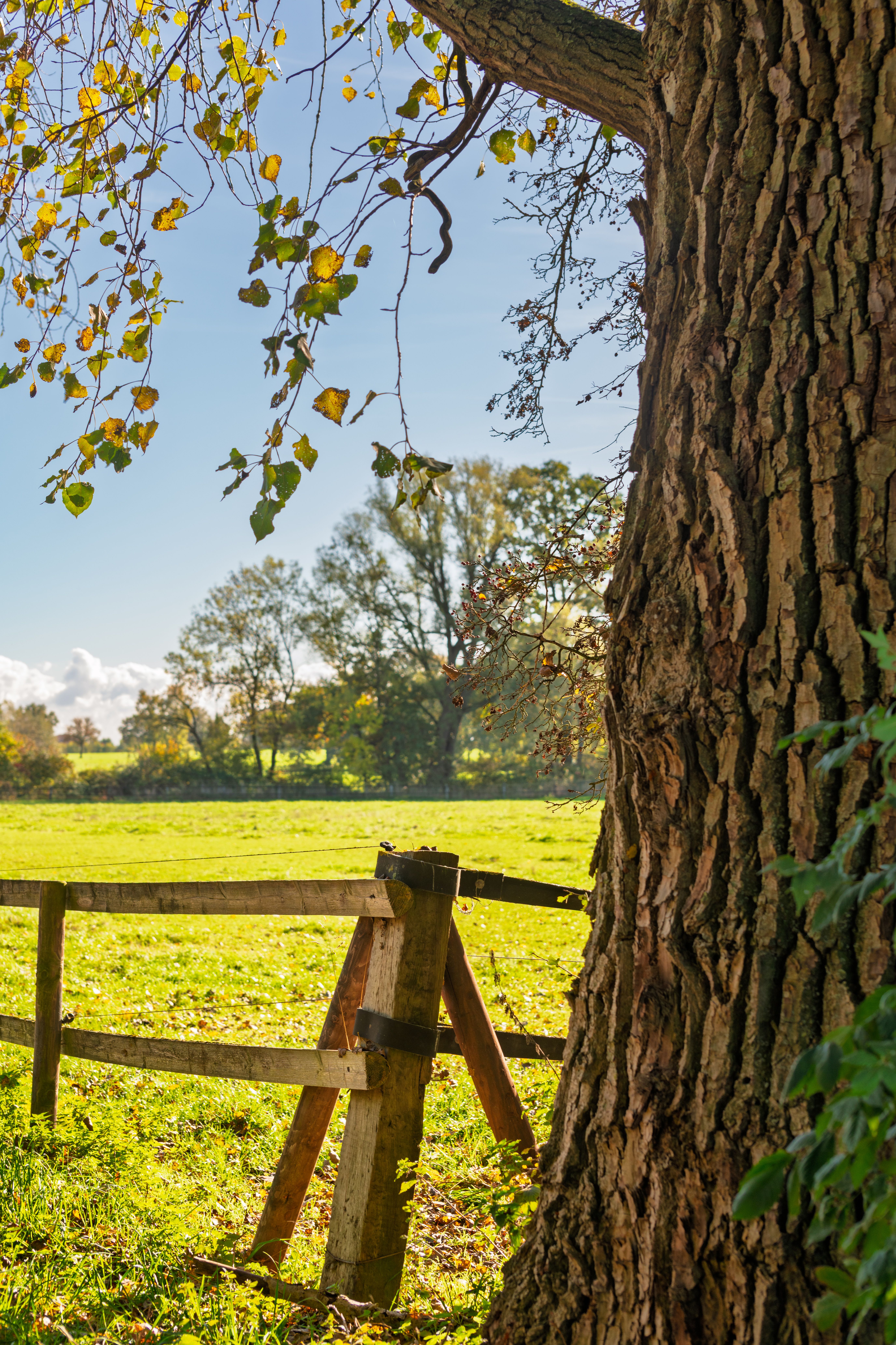 Beautiful Grass Field Photos, Download The BEST Free Beautiful Grass ...