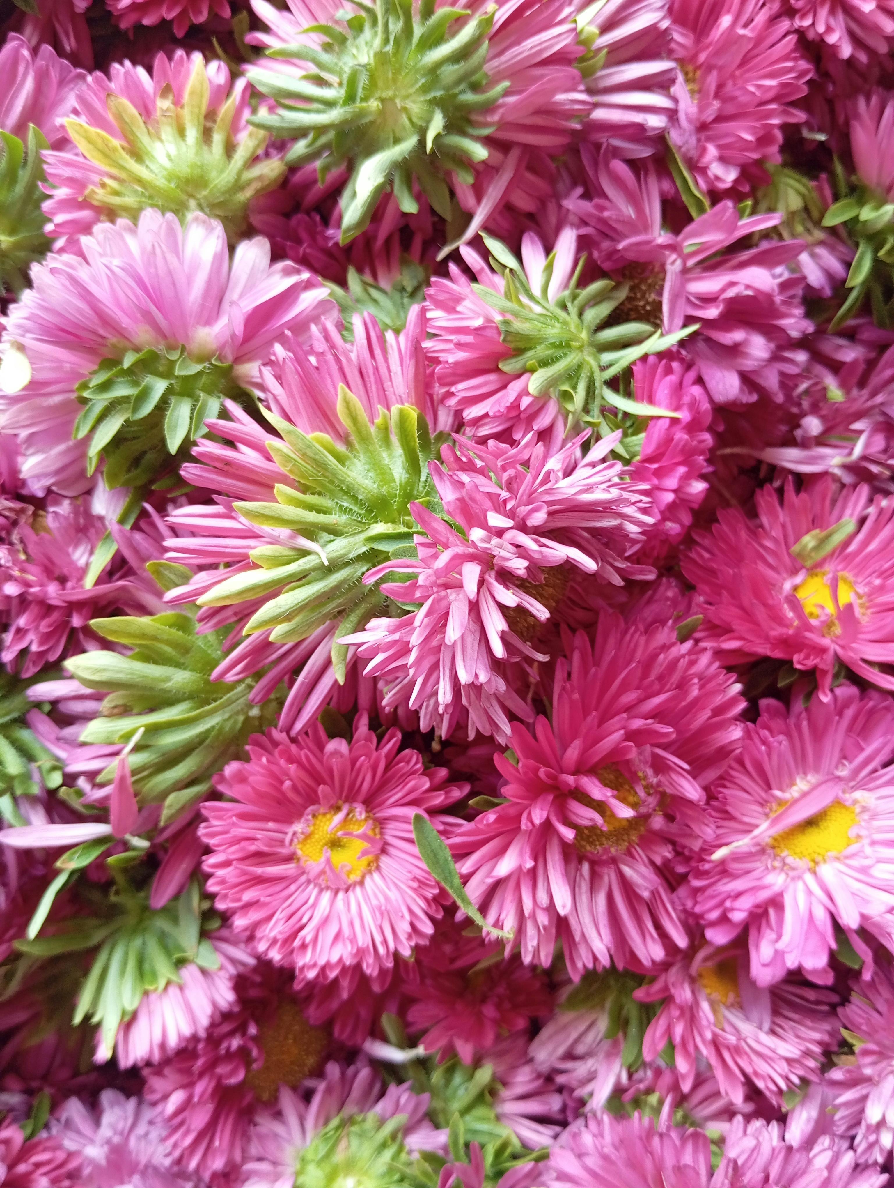 Vibrant Pink Asters in Full Bloom Close-Up · Free Stock Photo