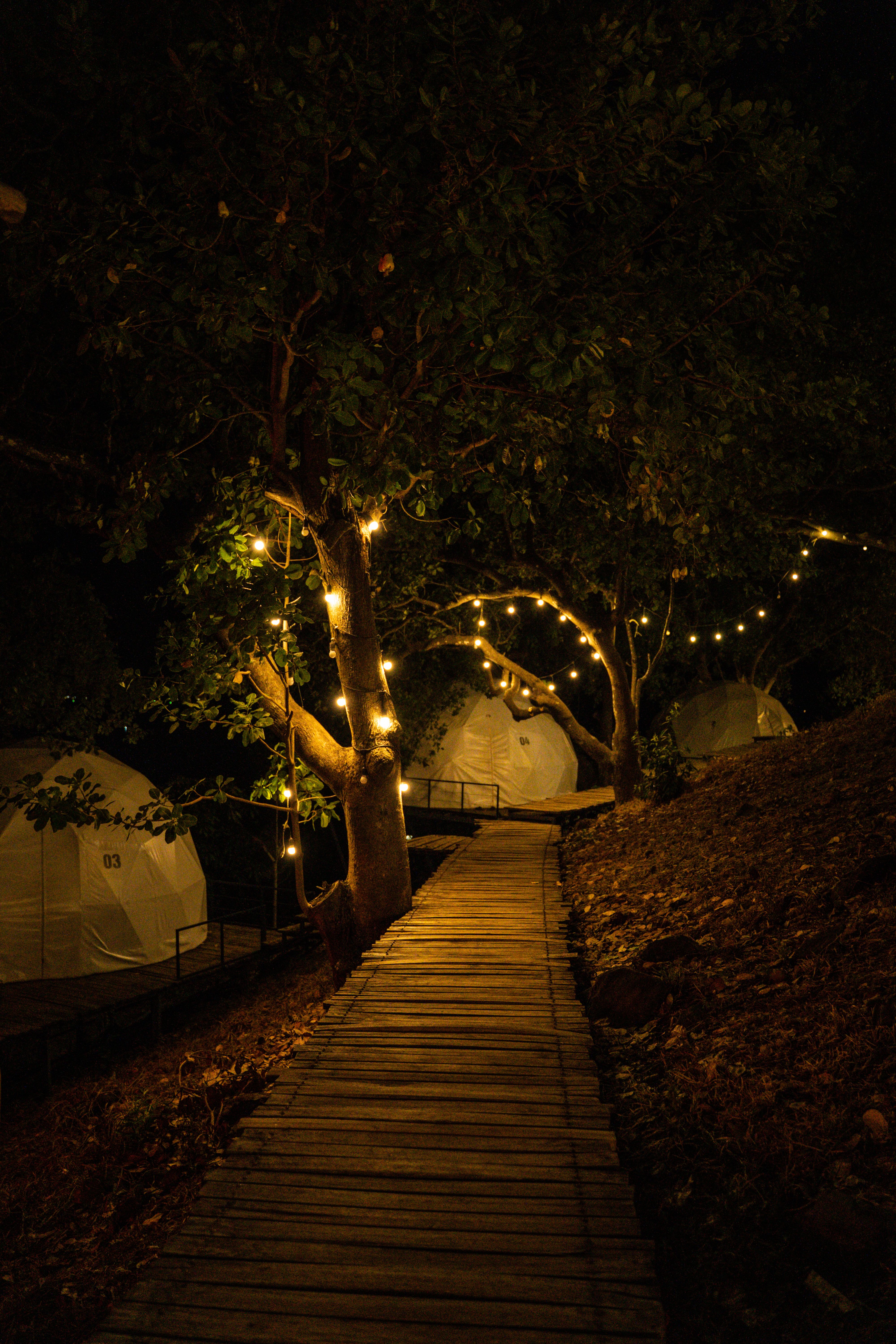 Starlight Photos, Download The BEST Free Starlight Stock Photos & HD Images