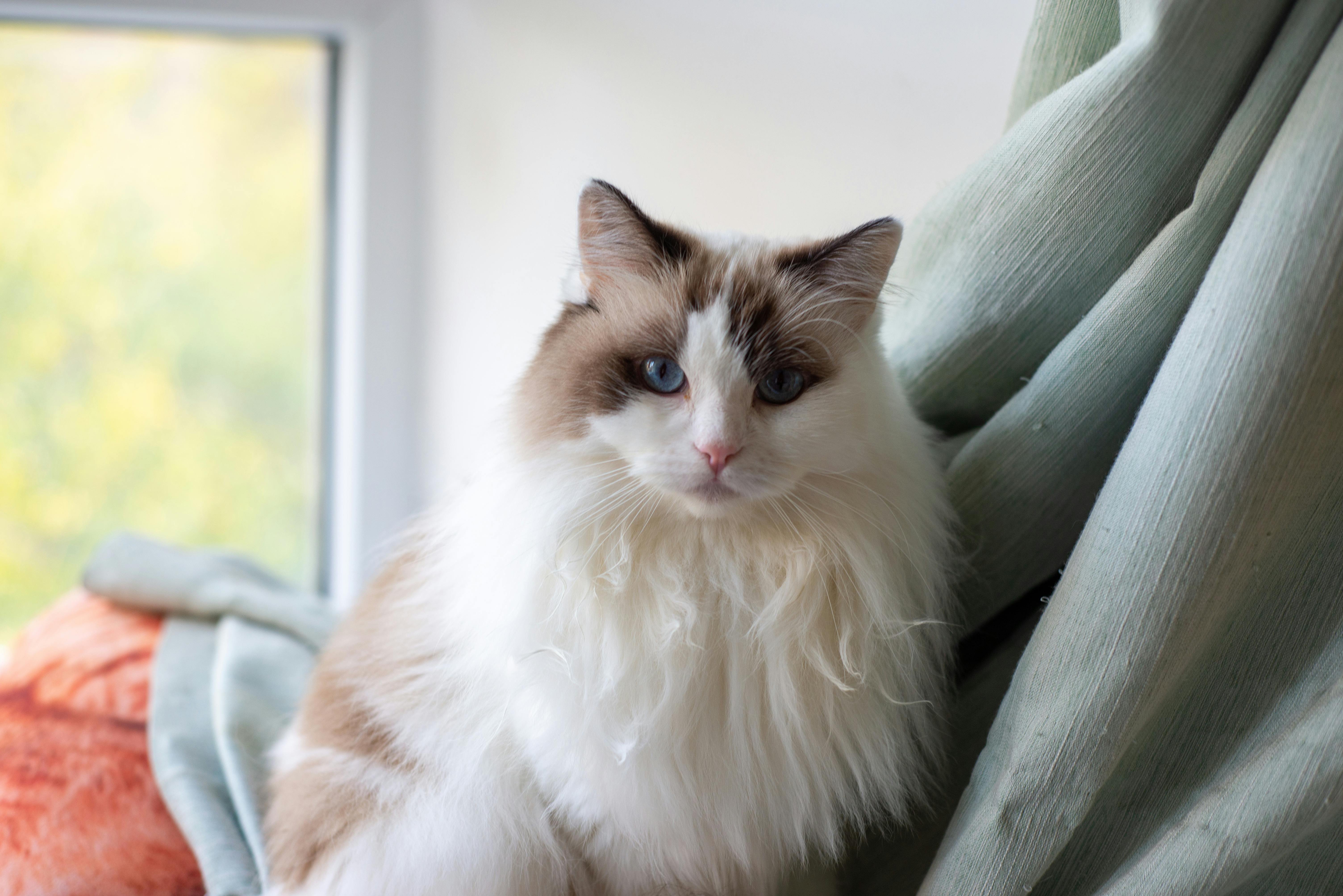 Goofy Ahh Cat Photos, Download The BEST Free Goofy Ahh Cat Stock Photos ...