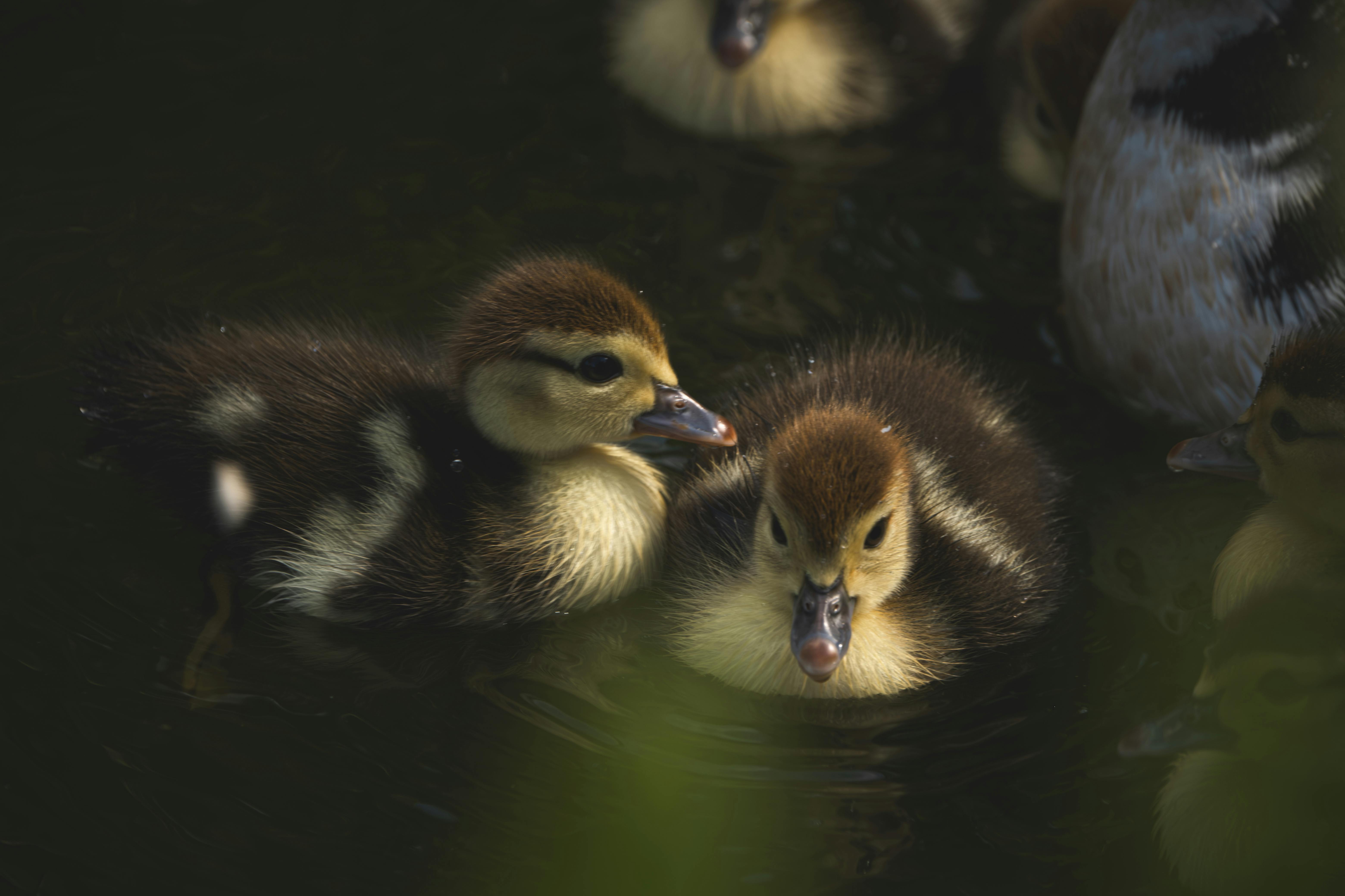 Duckling Photos, Download The BEST Free Duckling Stock Photos & HD Images