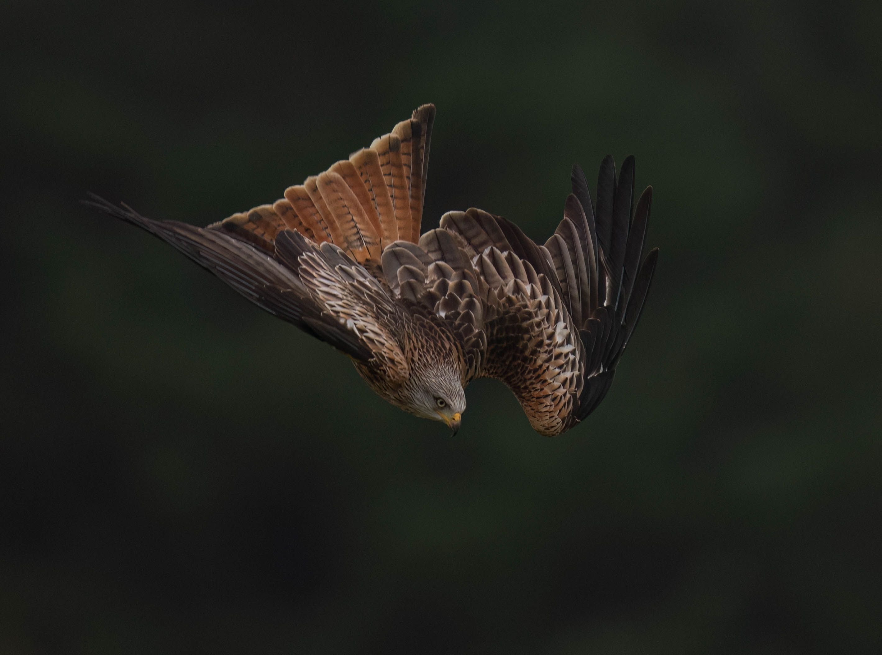 Hunter Photos, Download The BEST Free Hunter Stock Photos & HD Images