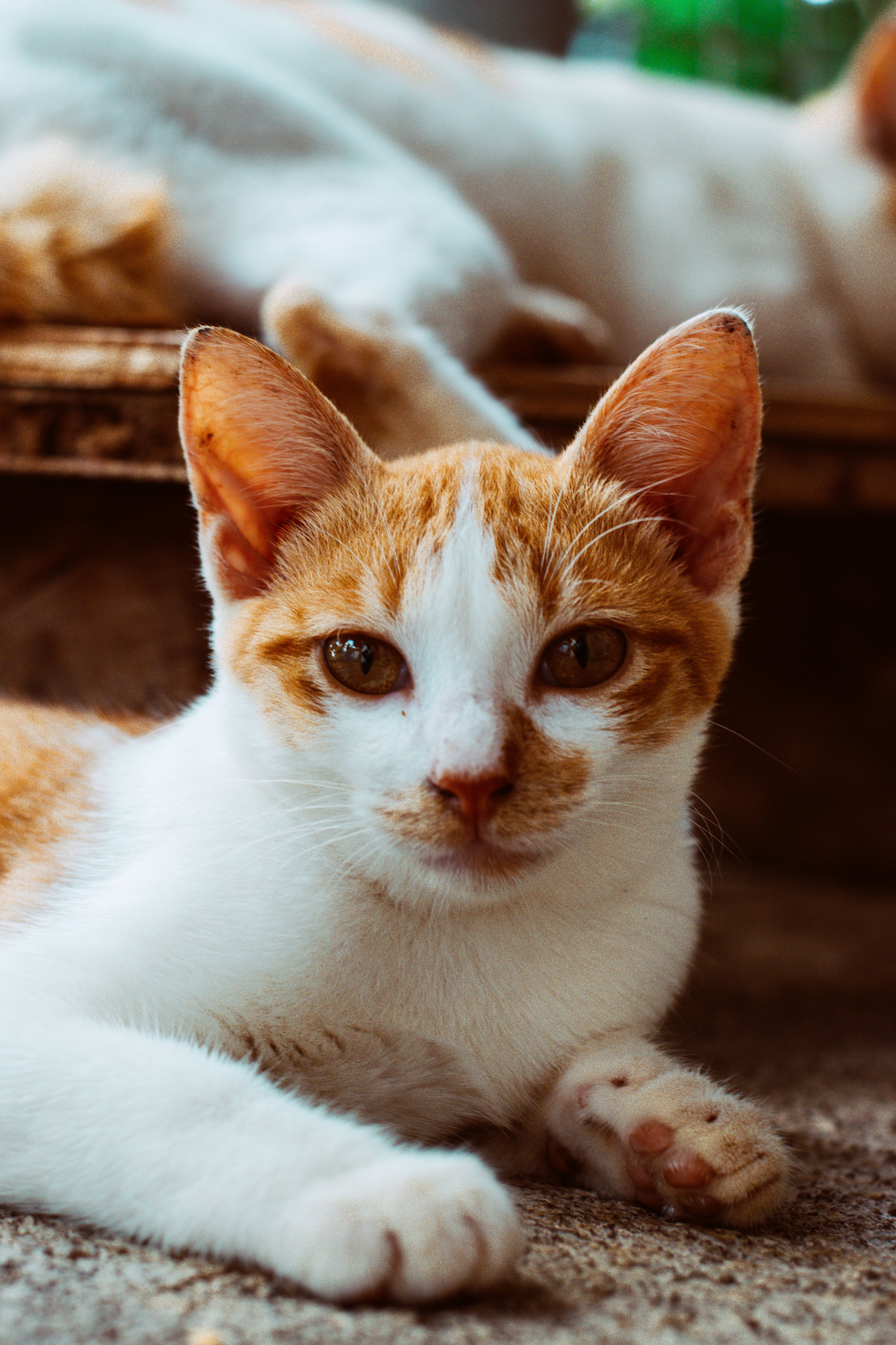 Goofy Ahh Cat Photos, Download The BEST Free Goofy Ahh Cat Stock Photos ...