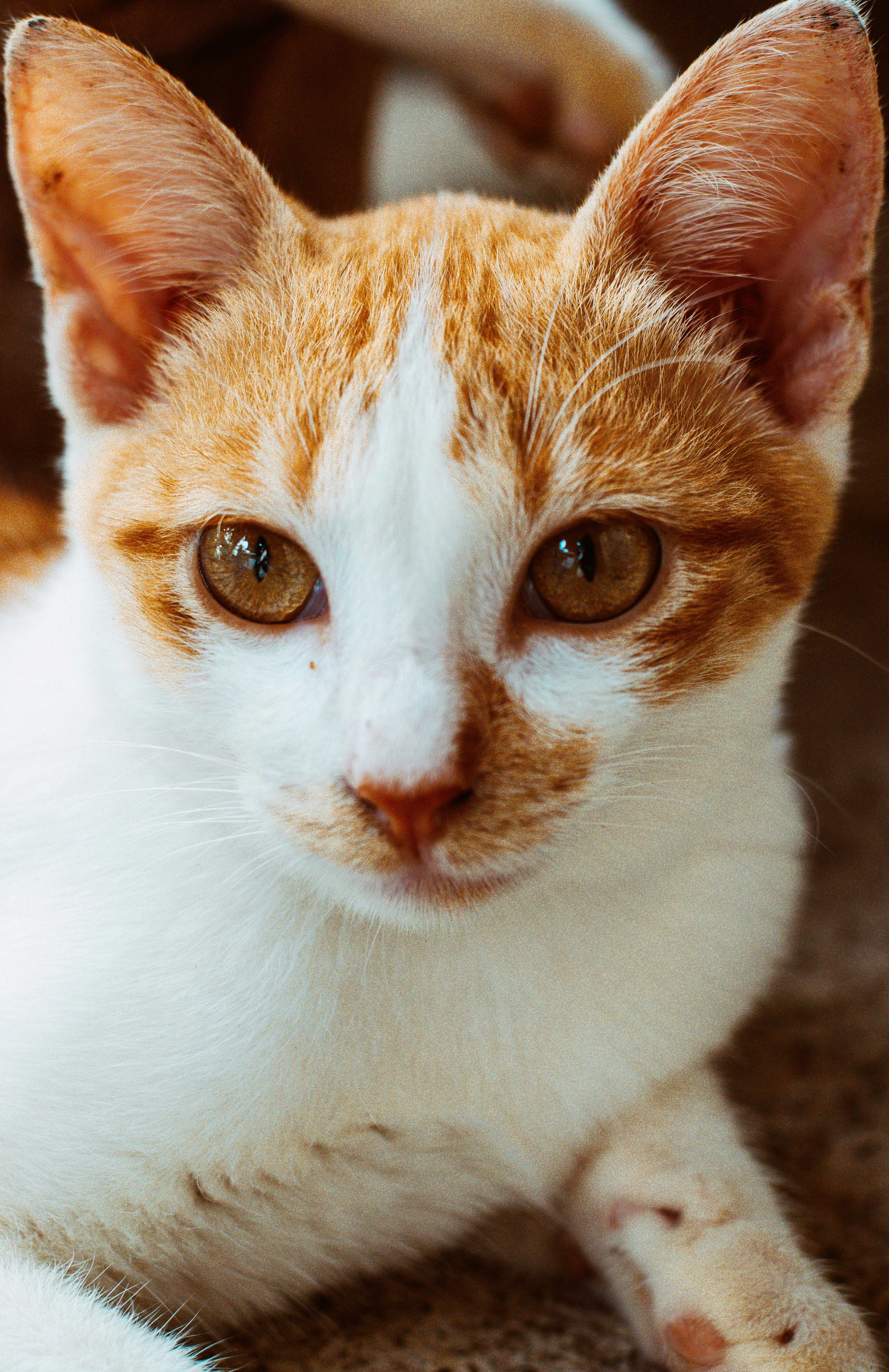 Goofy Ahh Cat Photos, Download The BEST Free Goofy Ahh Cat Stock Photos ...