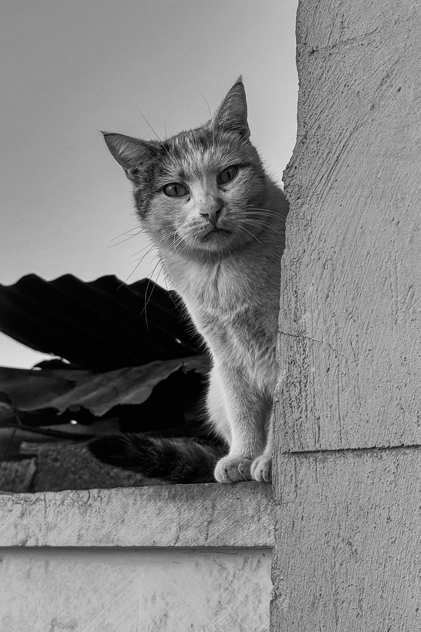 Goofy Ahh Cat Photos, Download The BEST Free Goofy Ahh Cat Stock Photos ...