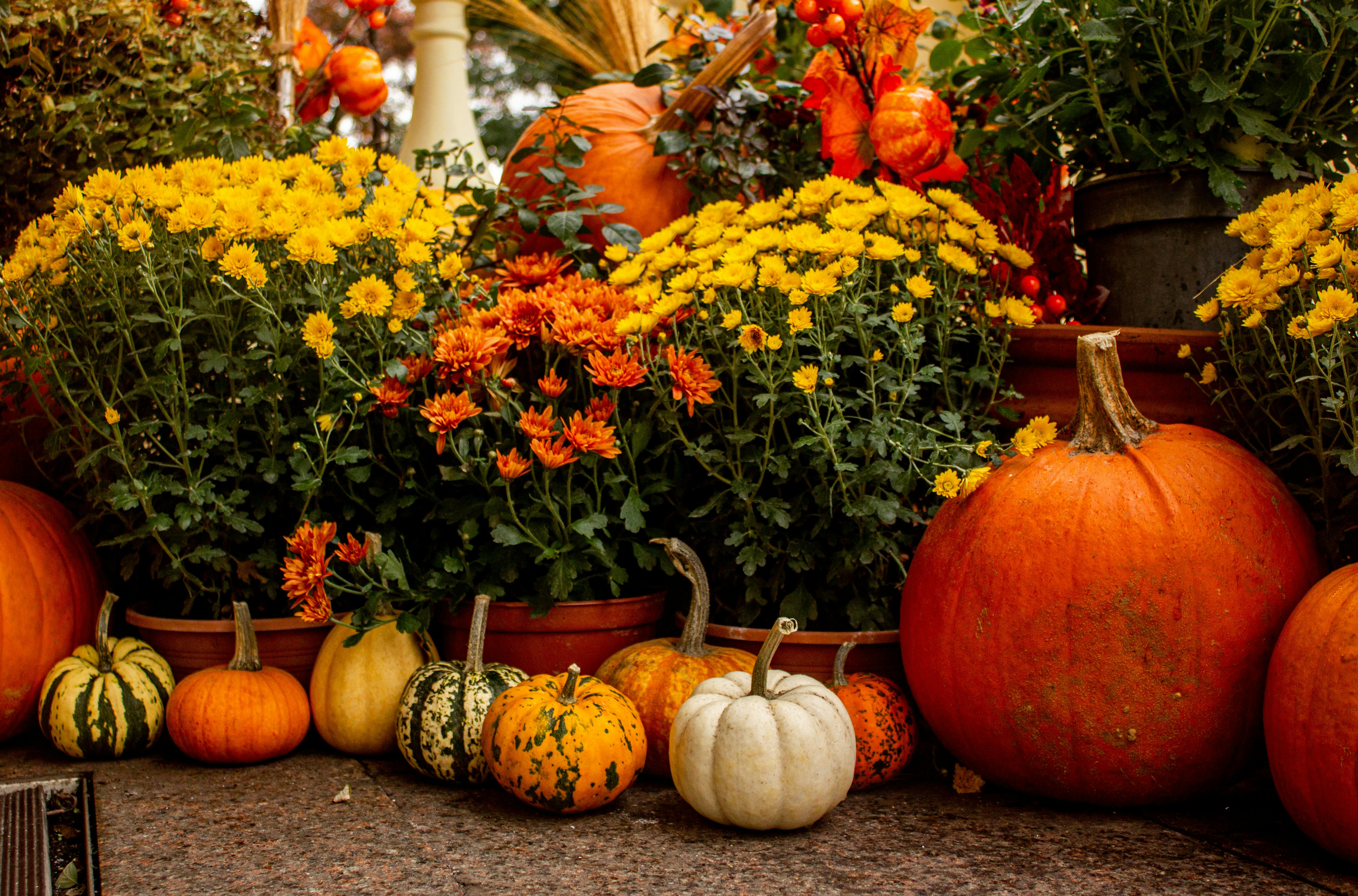 Pumpkin Border Photos, Download The BEST Free Pumpkin Border Stock ...